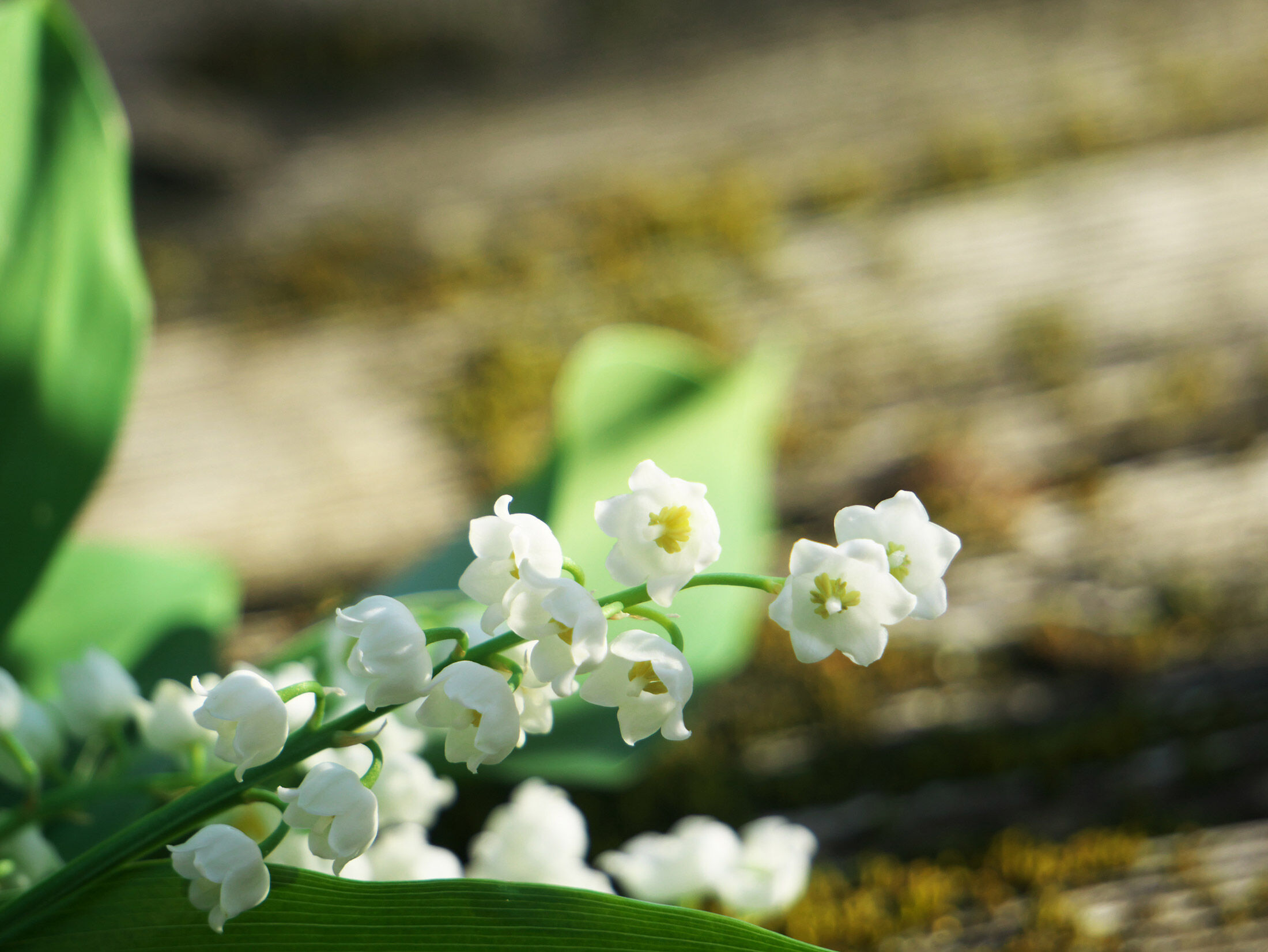 Michael Pickthall's Vermächtnis: Lily of the Valley von Penhaligon's ...