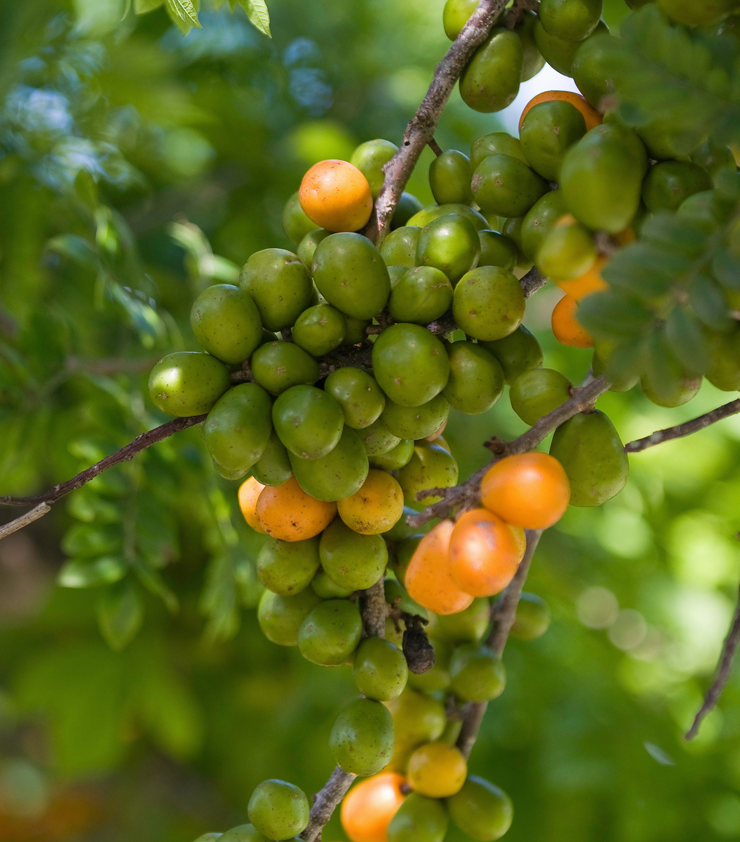 Aromas do Brasil: Taperebá ~ Fragrâncias e Culturas
