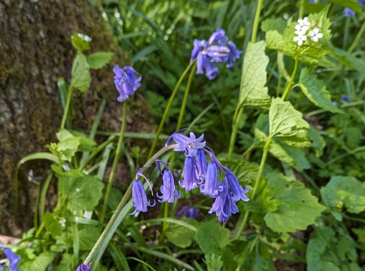 Αρώματα της Αγγλίας: Bluebells ~ Βοτανολογία