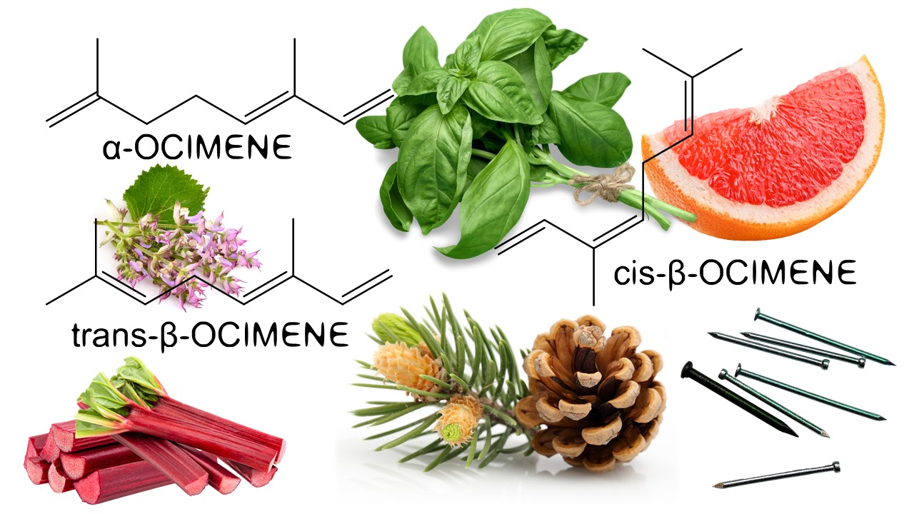 Bazalka v legendách, vaření a parfémech ~ Suroviny