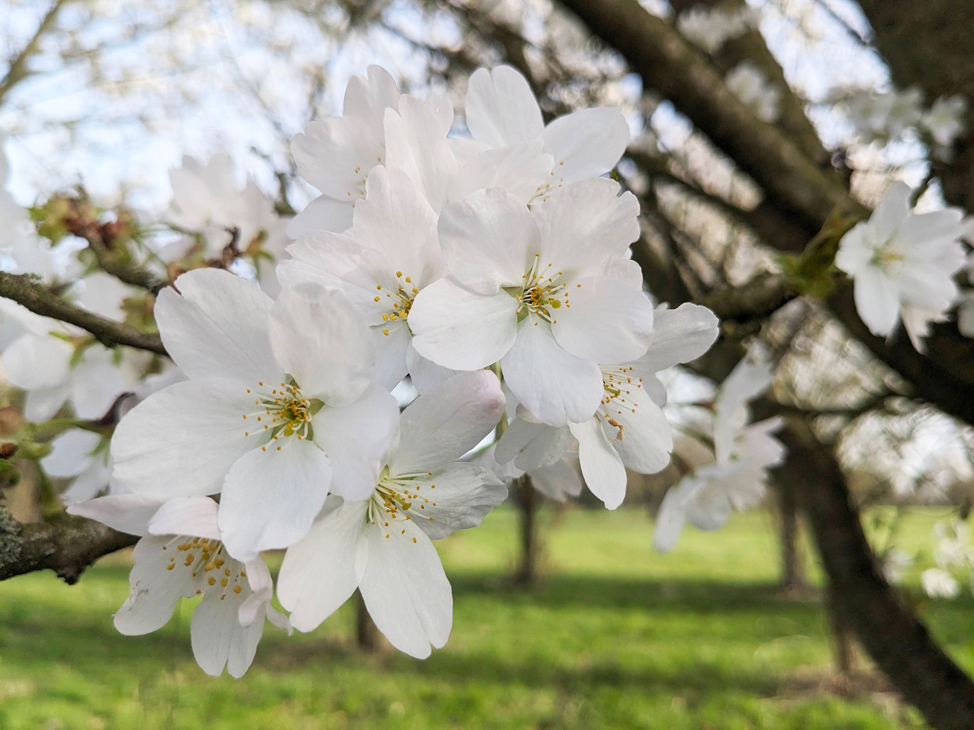 ESXENCE 2024: Vecchie e Nuove Fragranze al Sakura ~ Recensioni Editoriali