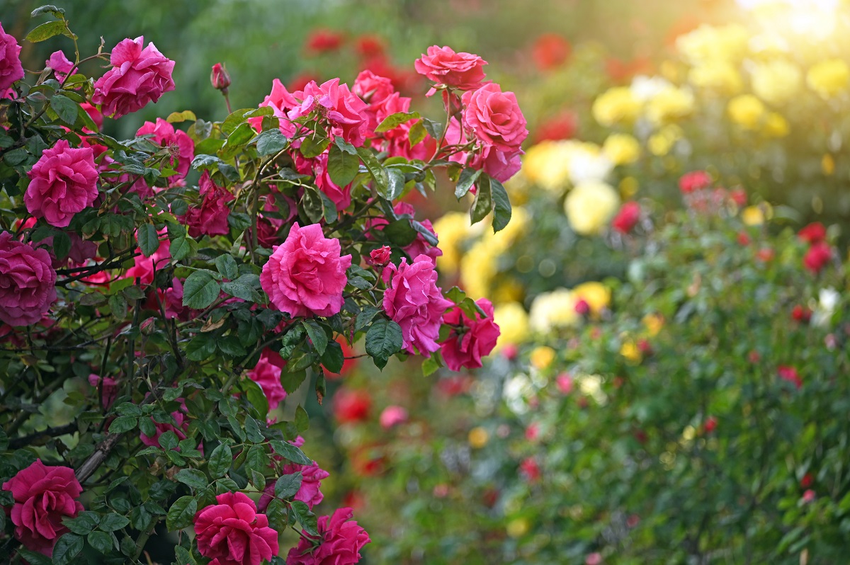 Royal Rose by Korloff : Rien que des roses ~ Nouveaux Parfums