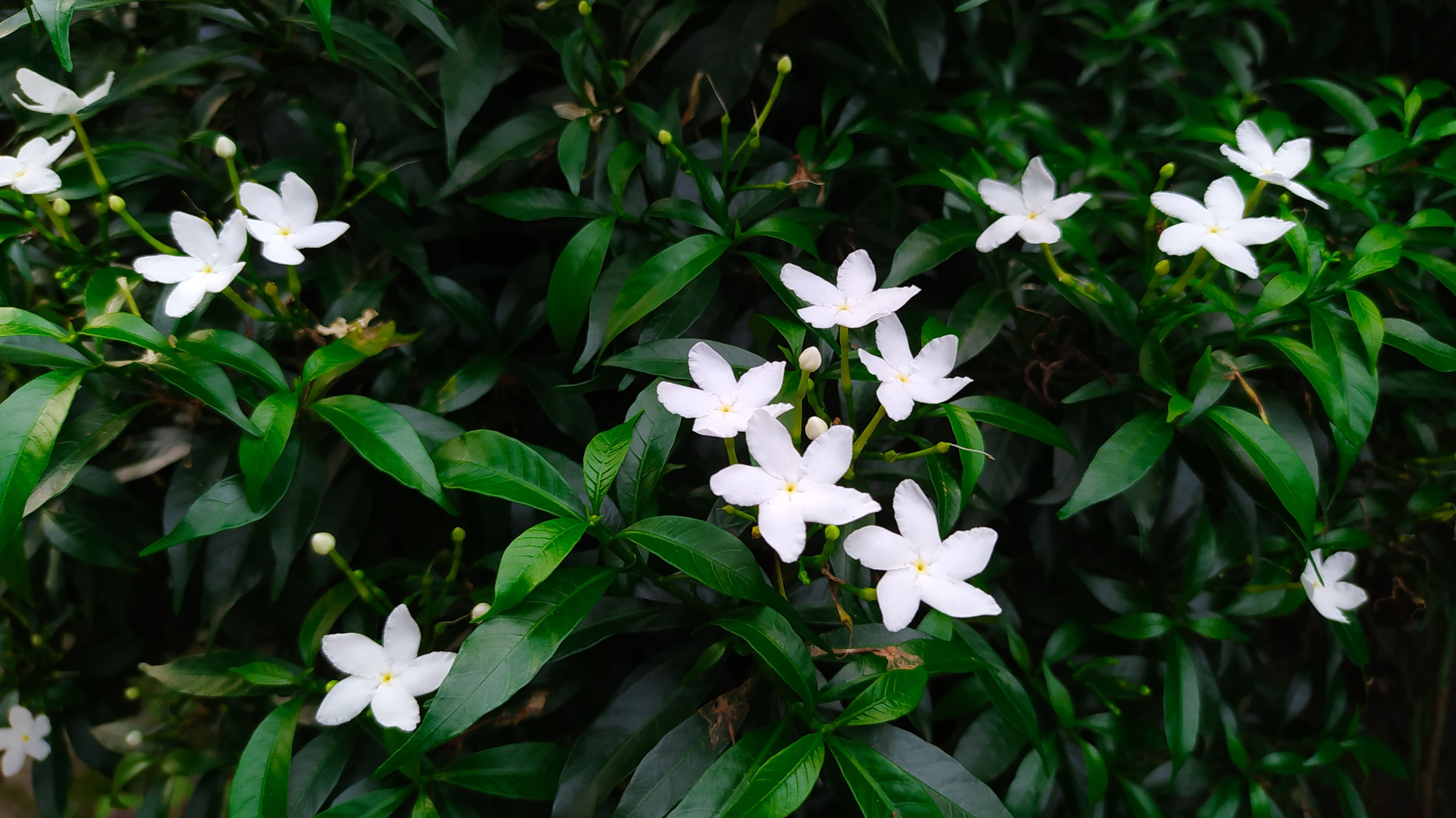 Jasmin Grandiflorum Vs Sambac ~ Colonnes