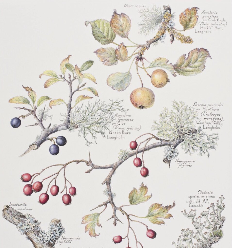 Mech dębowy i mech nadrzewny w perfumiarstwie ~ Składniki