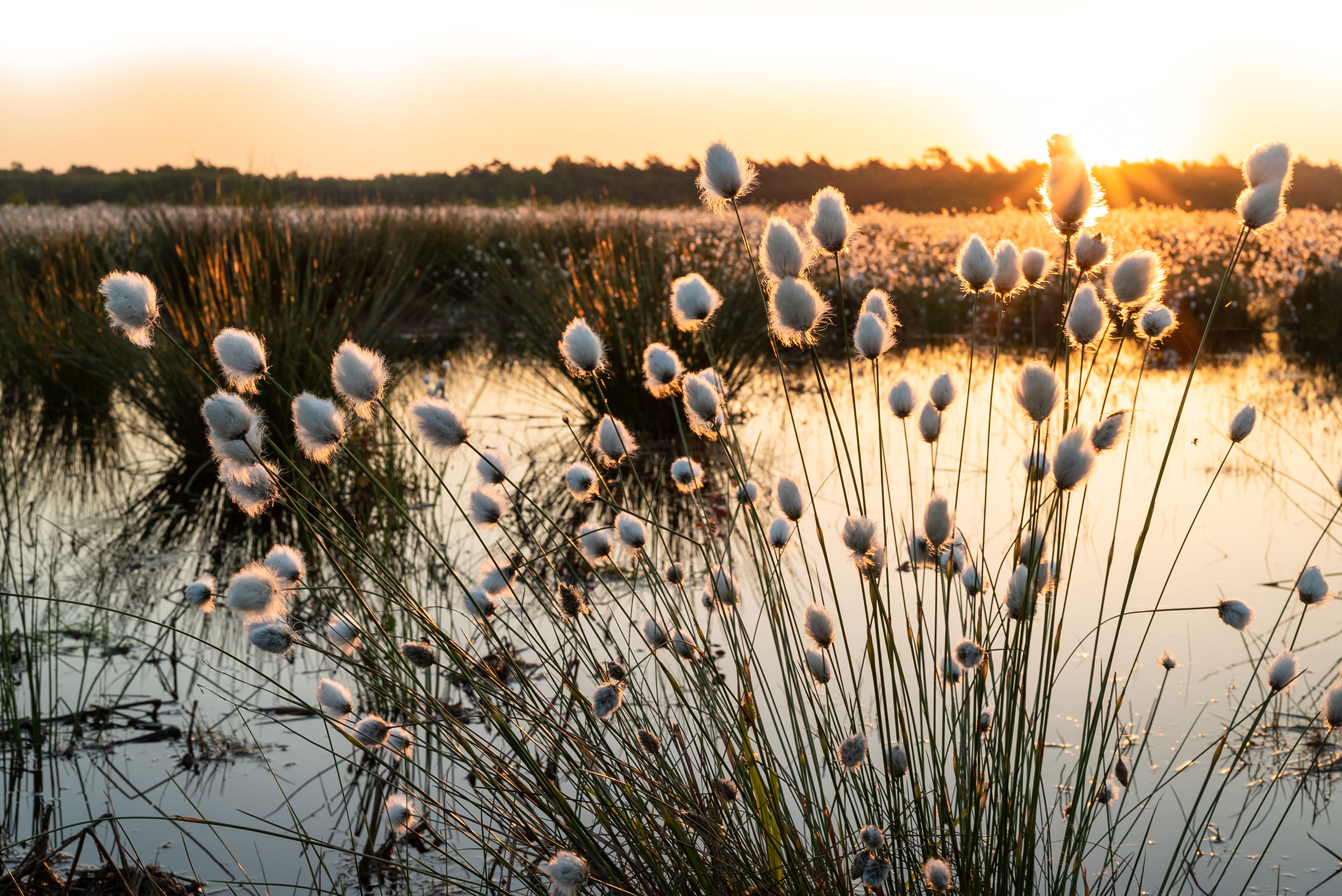 Contos Assustadores: Aromas e Espíritos do Pântano ~ Coluna