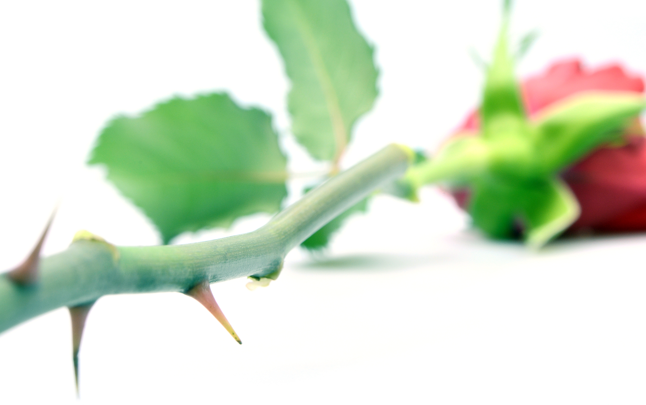 Tom Ford Private Blend Rose Prick: Ein Fuchs von einer Rose ~ Reviews