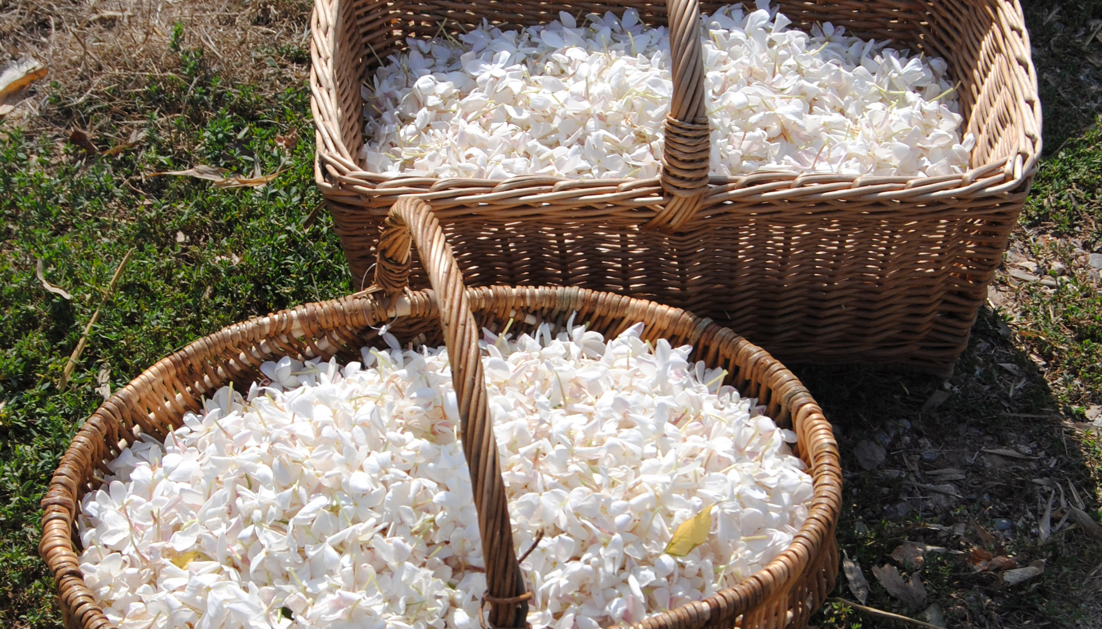 Der Gestank von ... Überregulierung ~ Kolumnen