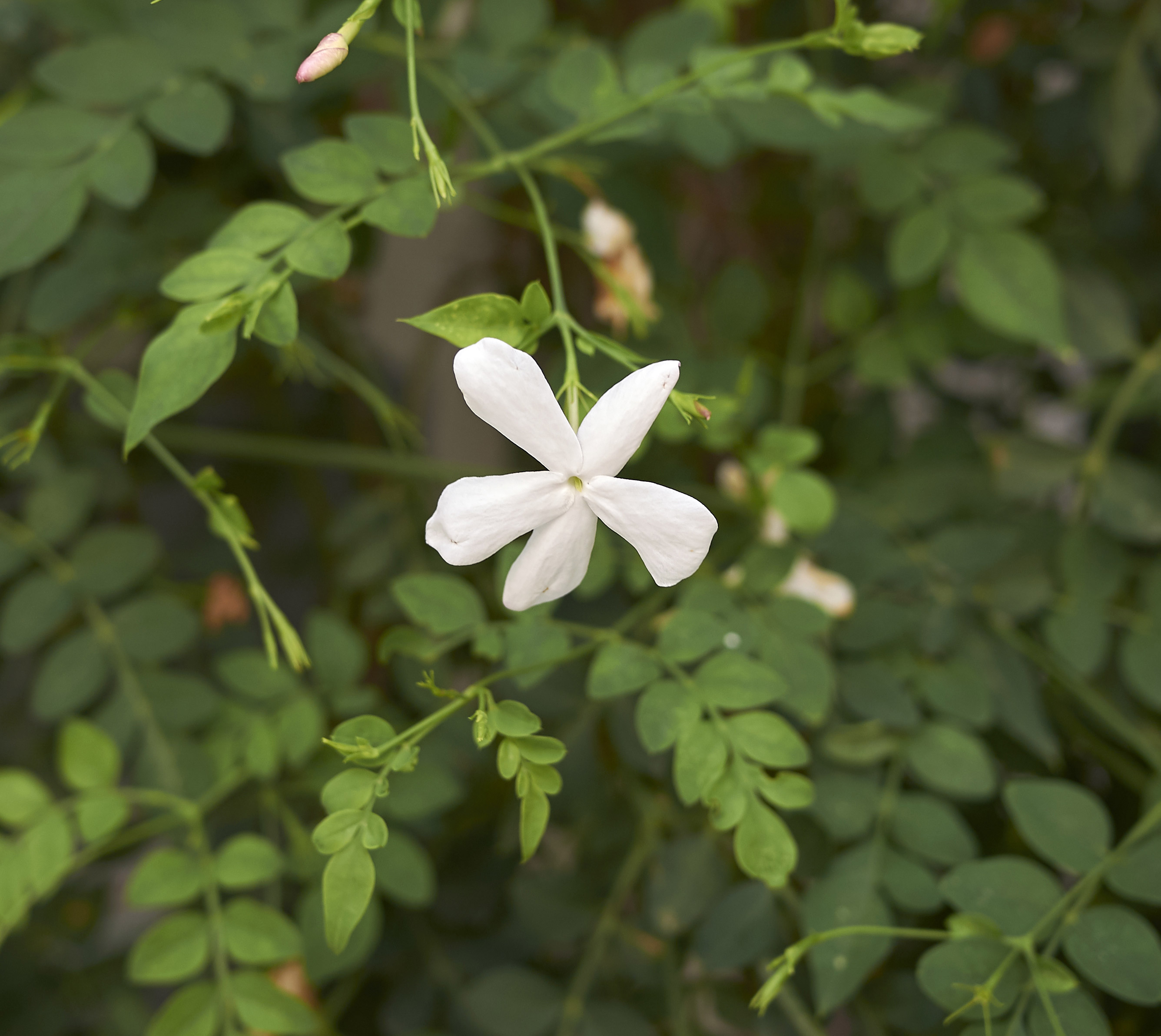 Der Gestank von ... Überregulierung ~ Kolumnen
