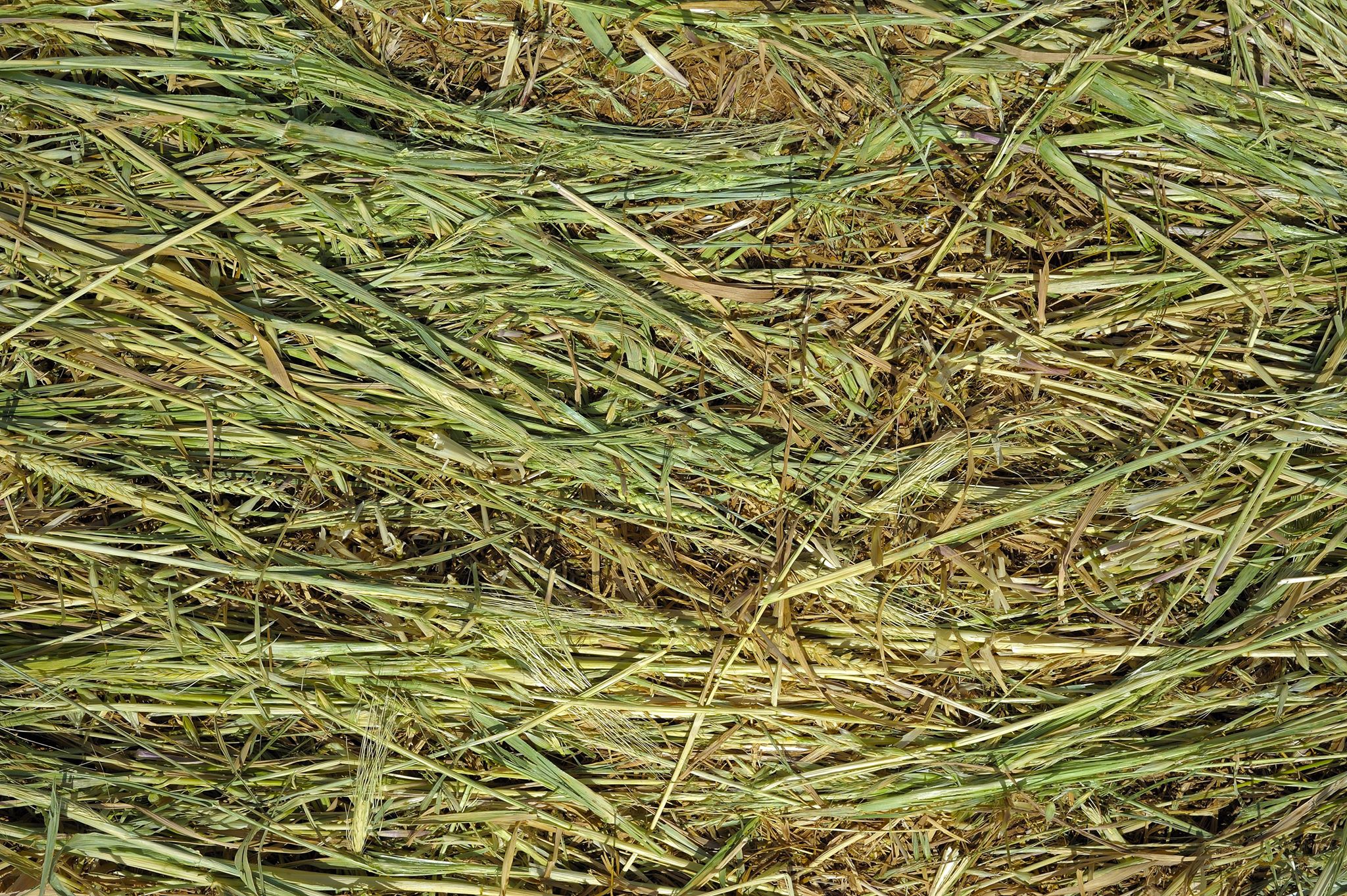 Notas verdes en la perfumería ~ Materias primas