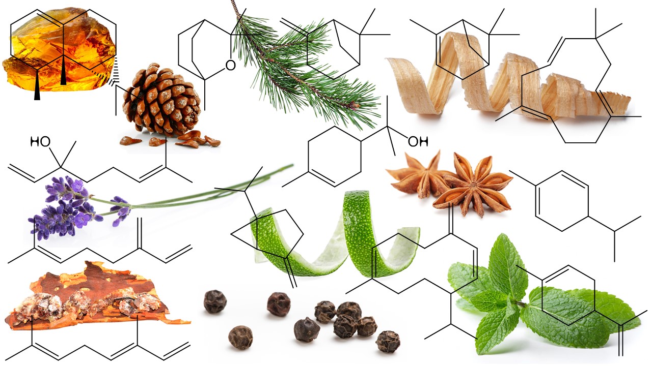 Fruta-do-Conde e Sorvete de Frutas ~ Matérias primas