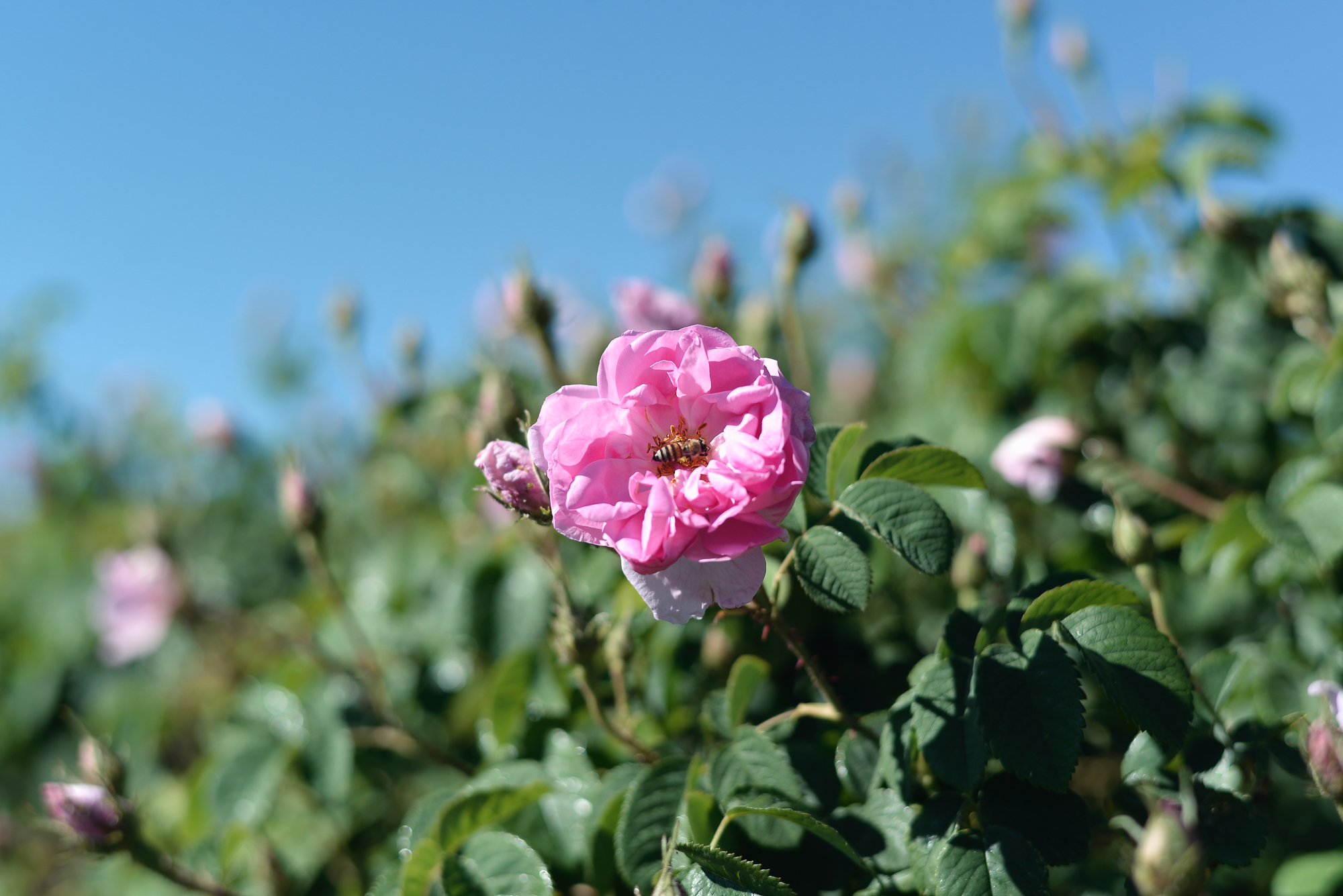 Amouage Voyage oder eine Reise in den erstaunlichen Oman. Teil 2 ...