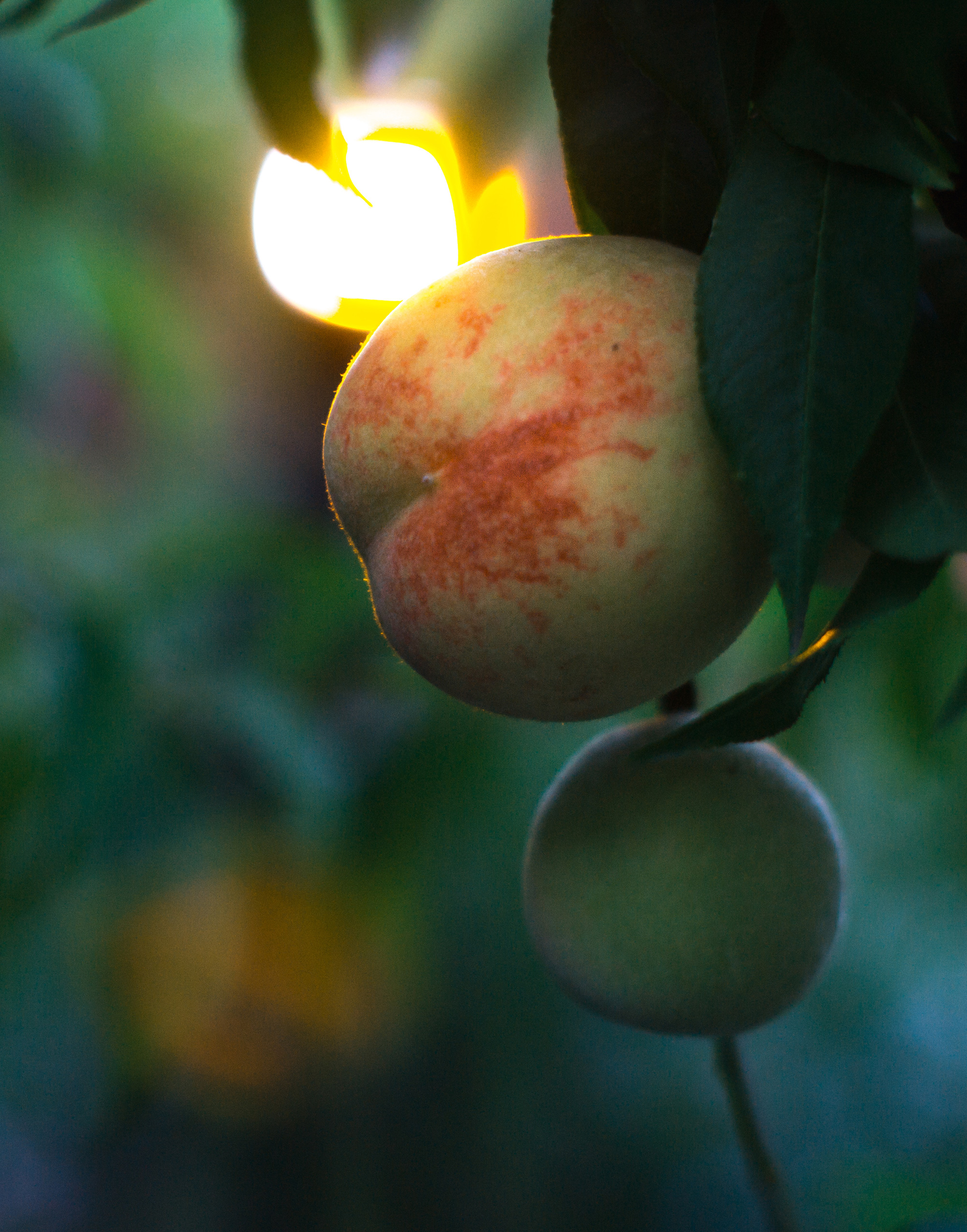 À Fleur de Pêche di L'Artisan Parfumeur: Agosto Tranquillo e Morbida ...