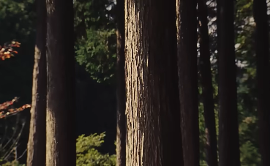 Jo Malone Lança Hinoki & Cedarwood Cologne Intense ~ Novas Fragrâncias