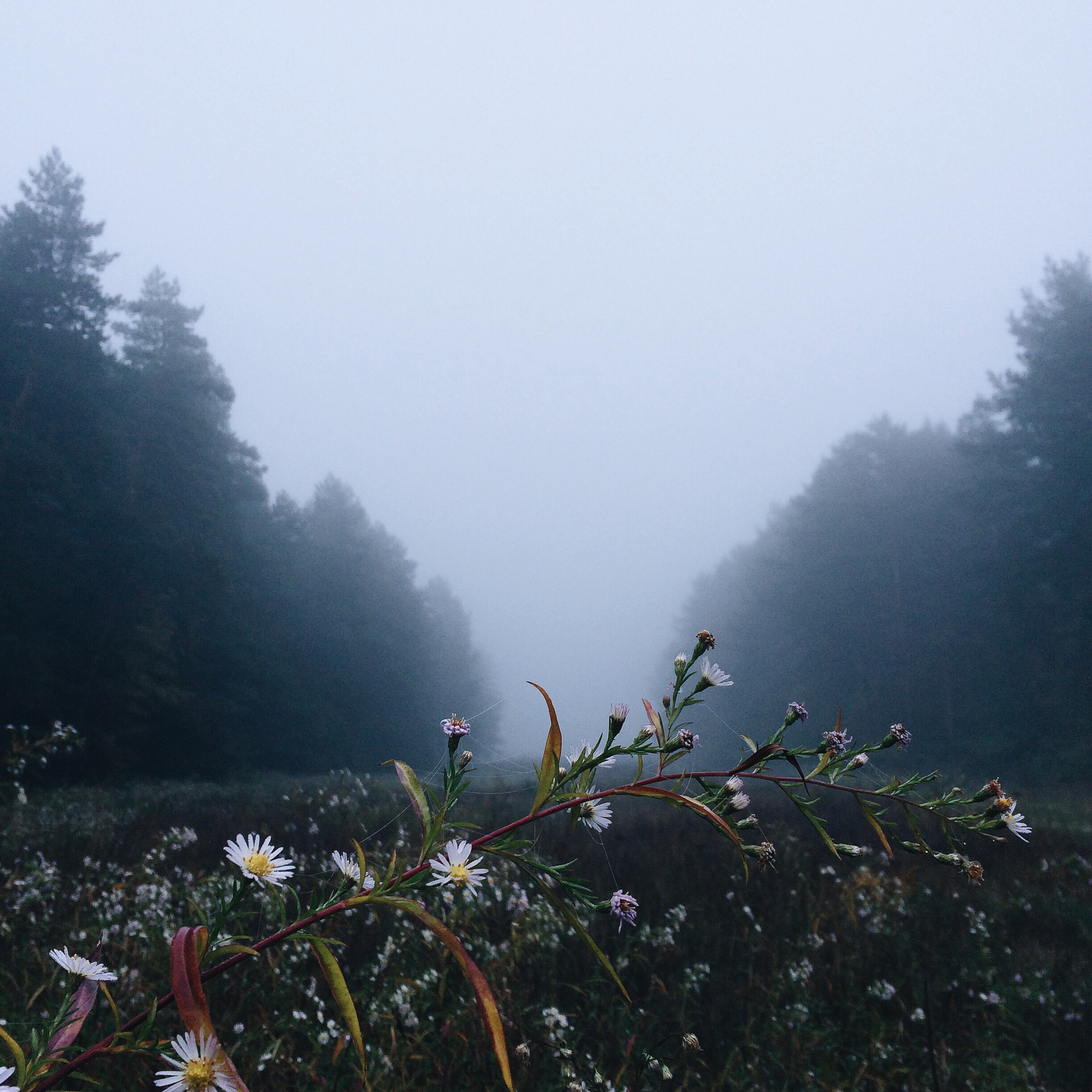 Thameen Fanfare: Colonia para una hechicera ~ Reseñas Editoriales de Fragancia