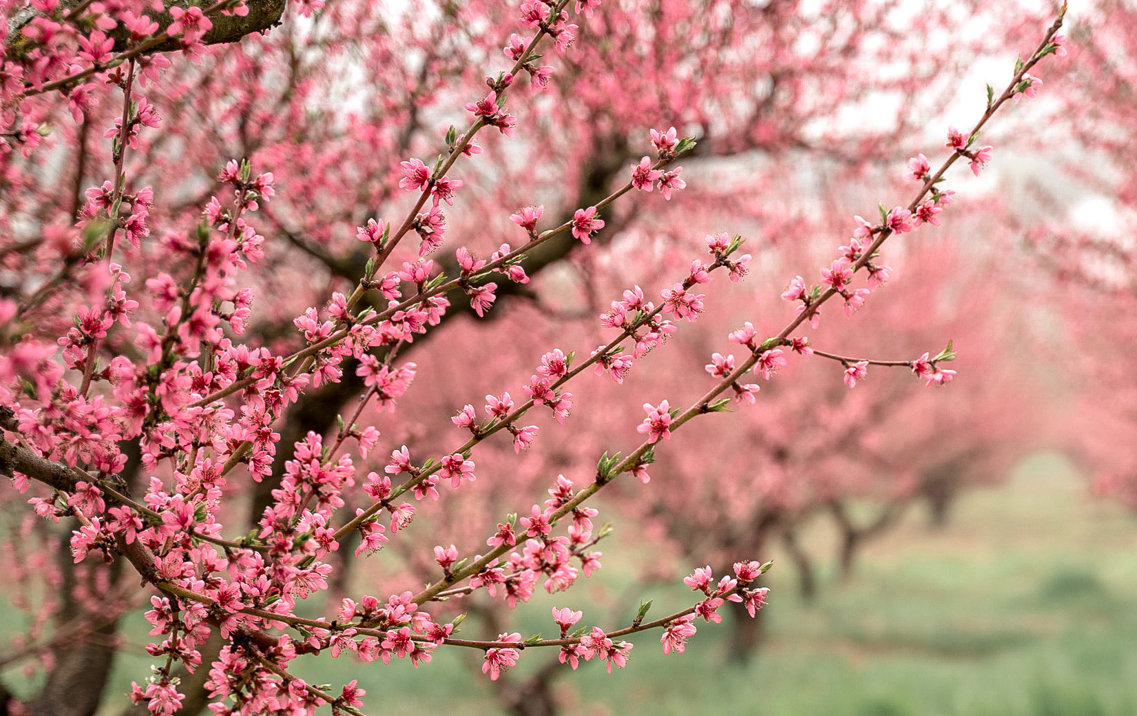 À Fleur de Pêche di L'Artisan Parfumeur: Agosto Tranquillo e Morbida ...