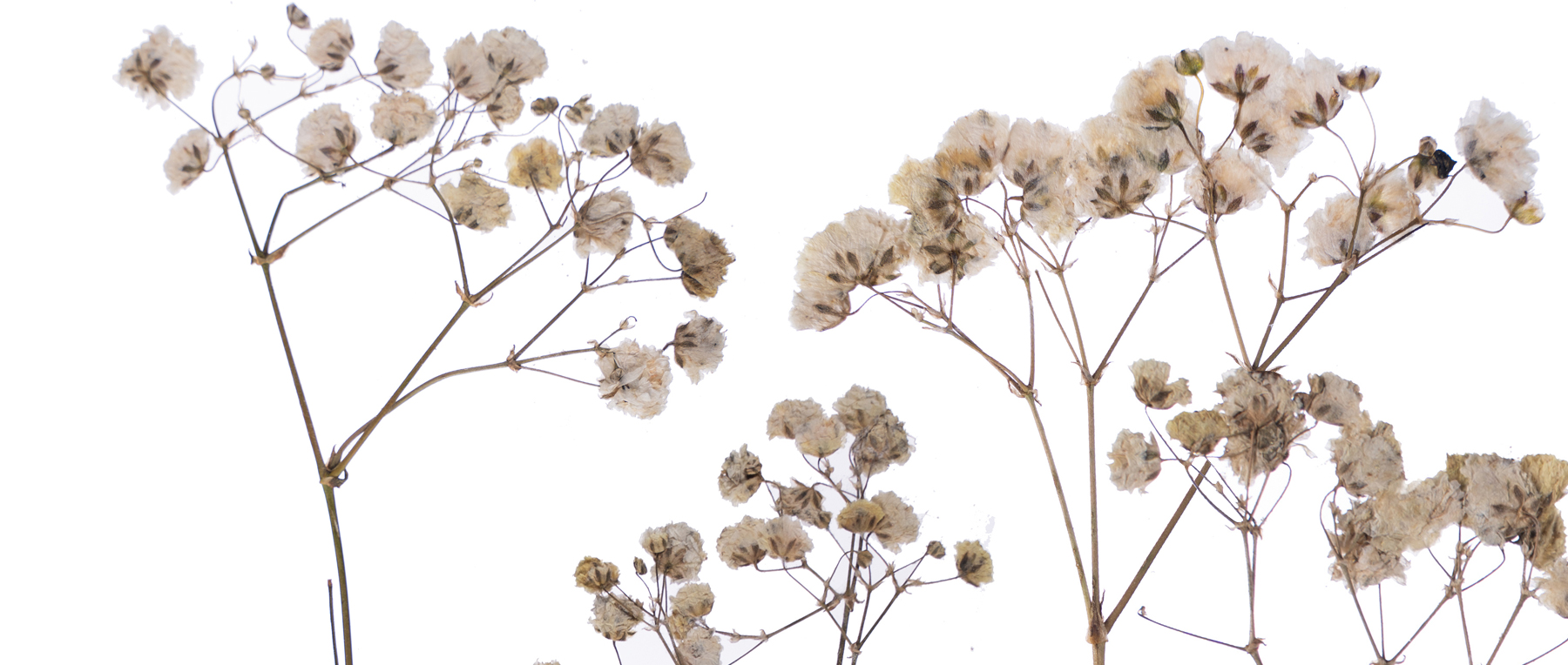 FRAGRANTICA Editors Αγαπημένα αρώματα του 2022 Adam Forziatti ~ Fragrantica