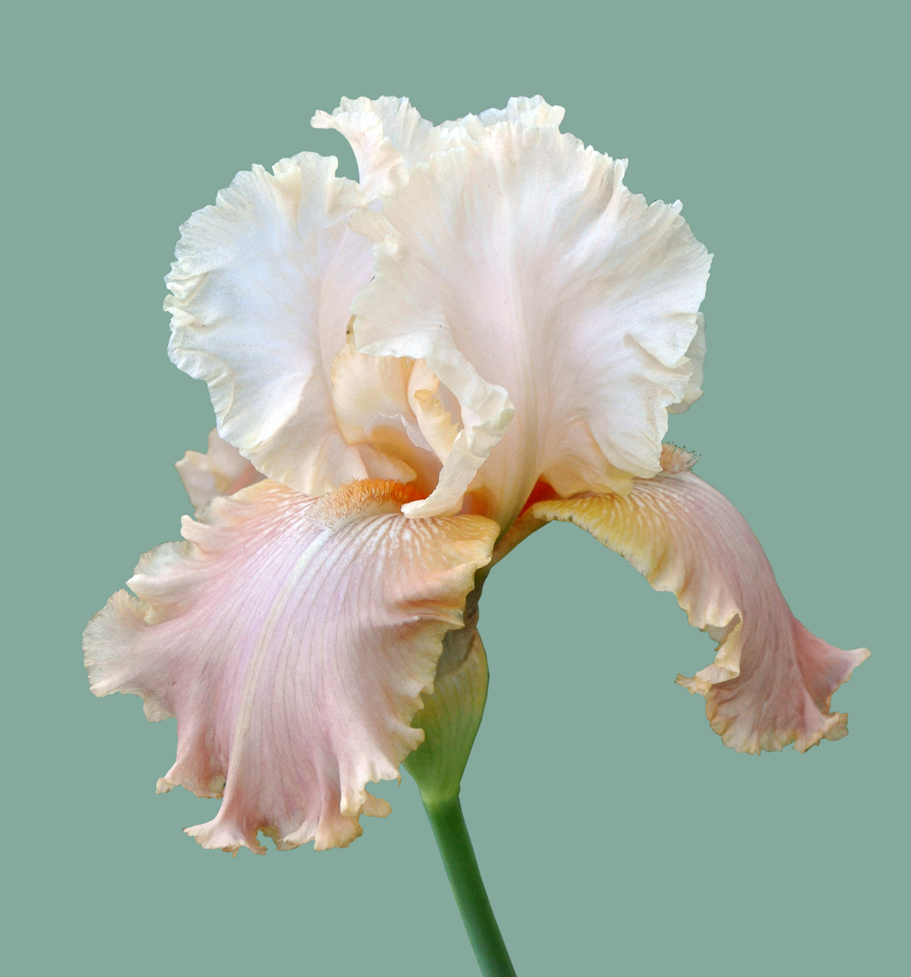 Heaven Can Wait by Frédéric Malle: El sueño de los entusiastas de lo ...