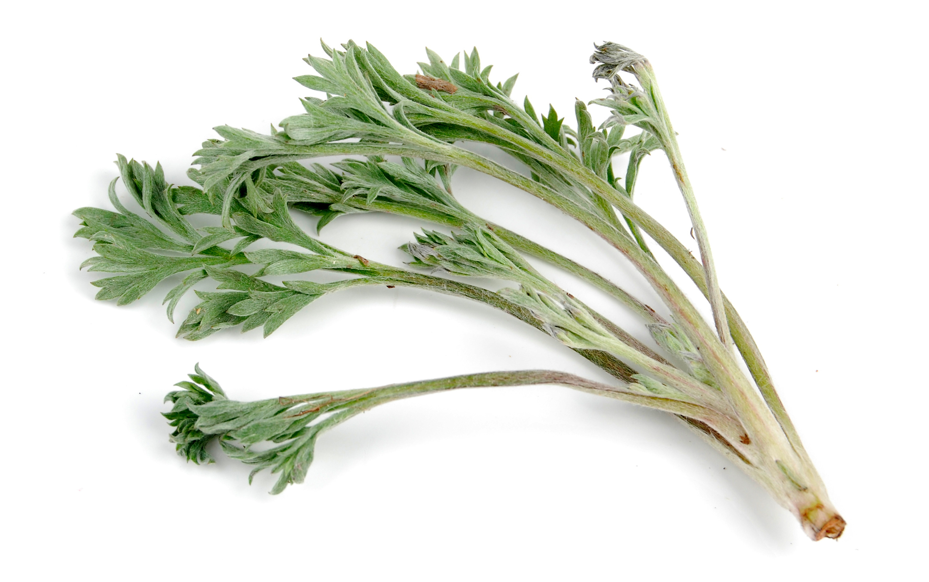 L'absinthe étoilée : L'herbe la plus amère de toutes ~ Colonnes