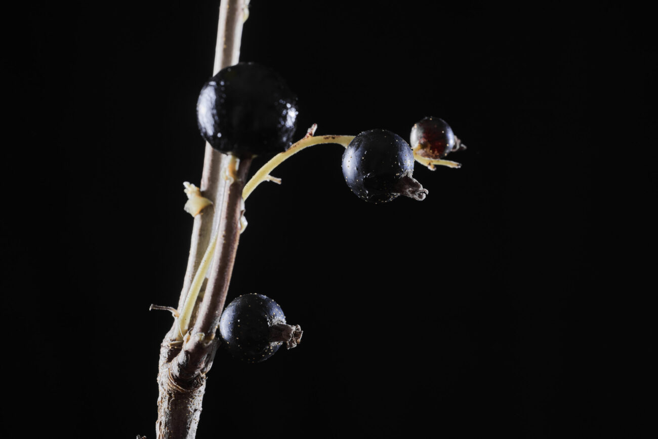 Nuevo de Abel: Black Anise ~ Perfumes Naturales