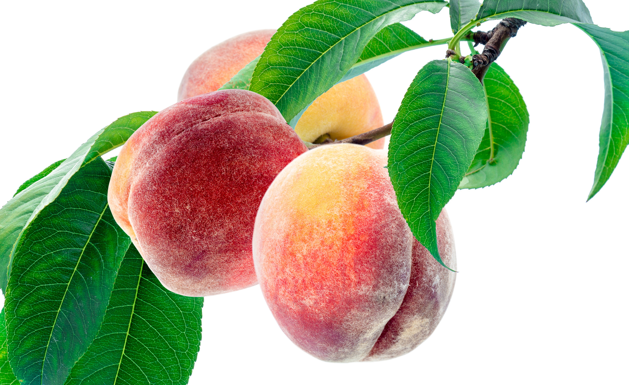 À Fleur de Pêche di L'Artisan Parfumeur: Agosto Tranquillo e Morbida ...