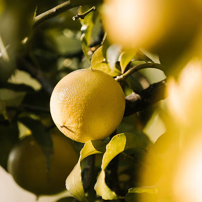 GUERLAIN Les Légendaires Guerlain Collection: Terracota Eau de Toilette ...