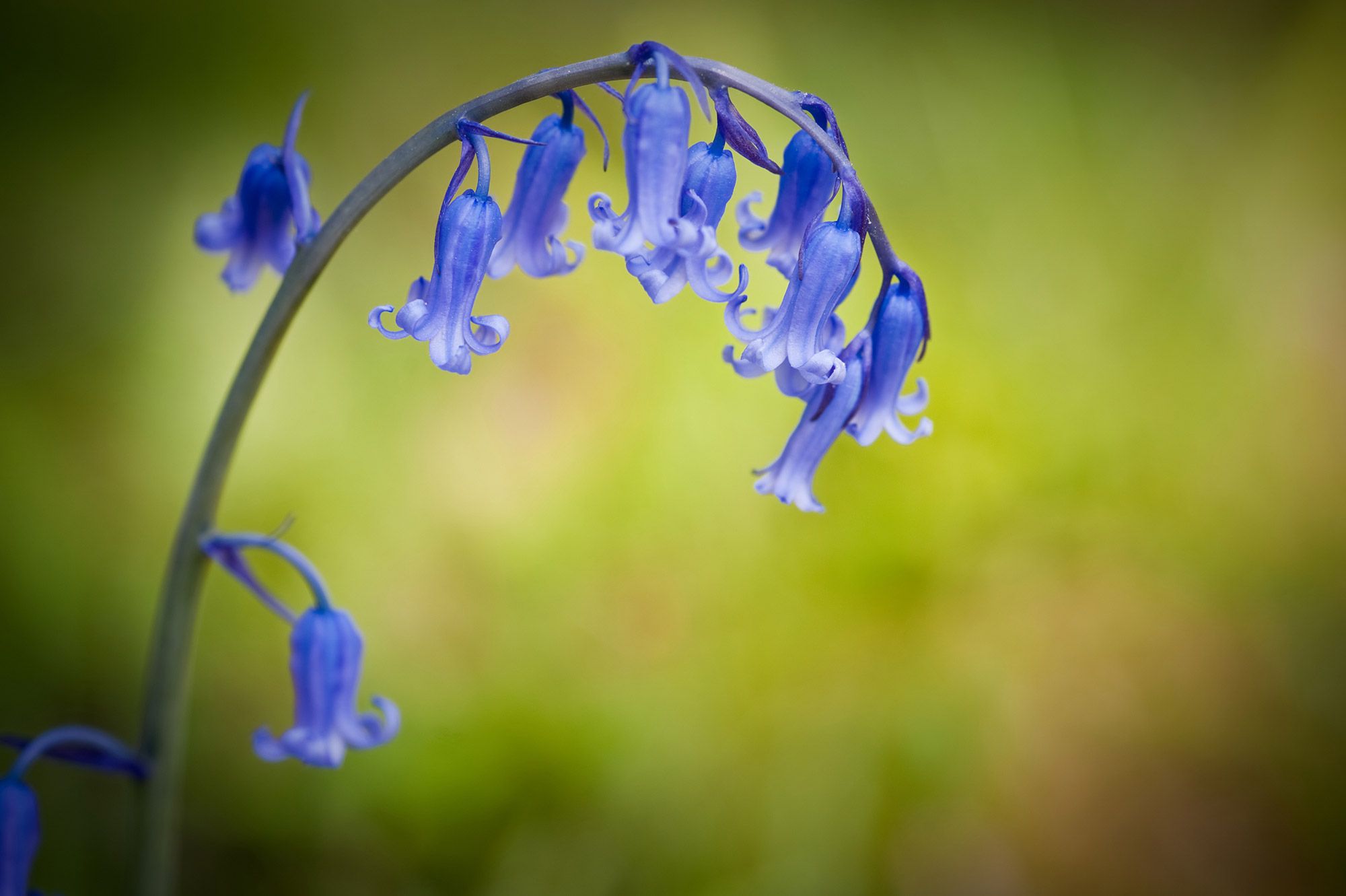 O Legado de Michael Pickthall: Revisitando Bluebell Penhaligon's ...