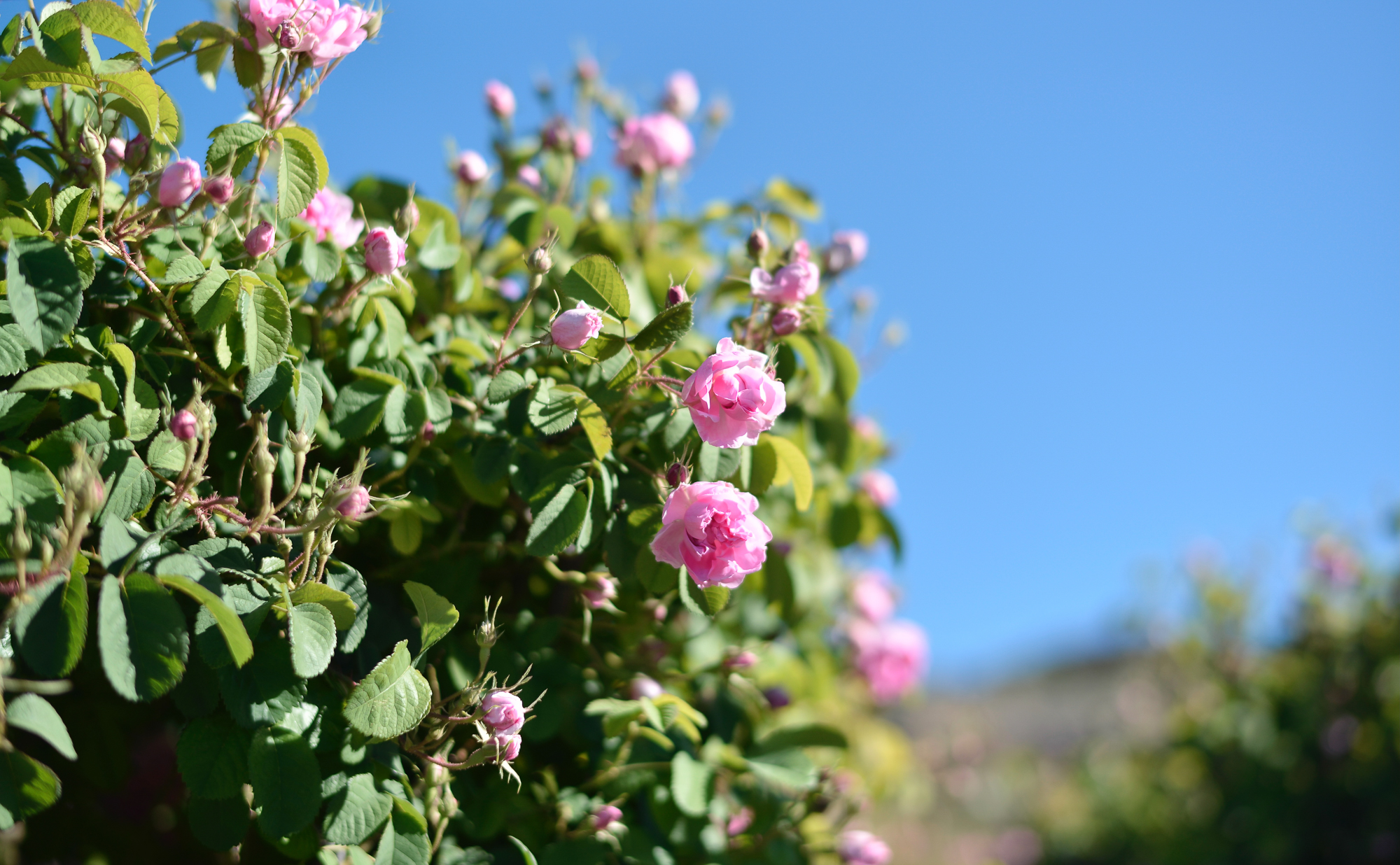Amouage Voyage ou le voyage à la découverte de l'étonnant Oman. Partie ...
