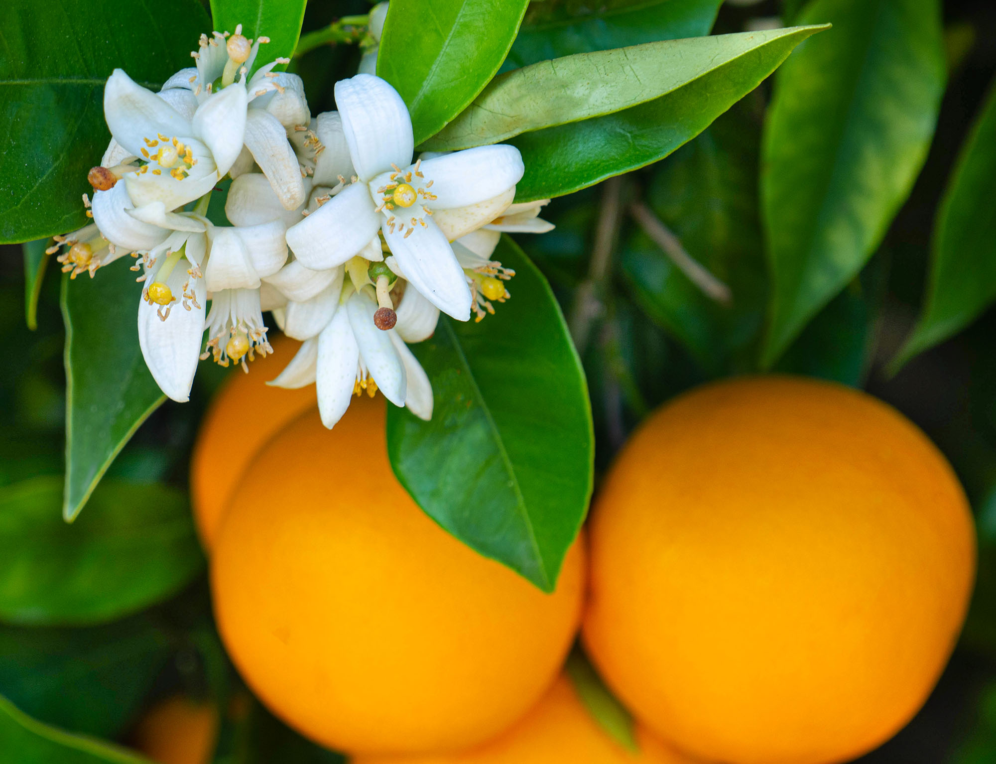 Parfumuri de Ziua Recunoștinței ~ Recenzii de parfumuri