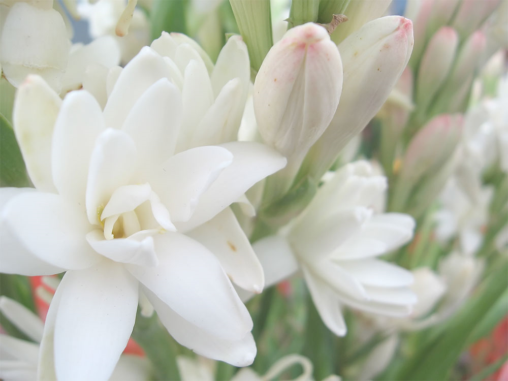 Wild Tuberose Manos Gerakinis: Fabuloso Floral Chocolate Exclusivo ...