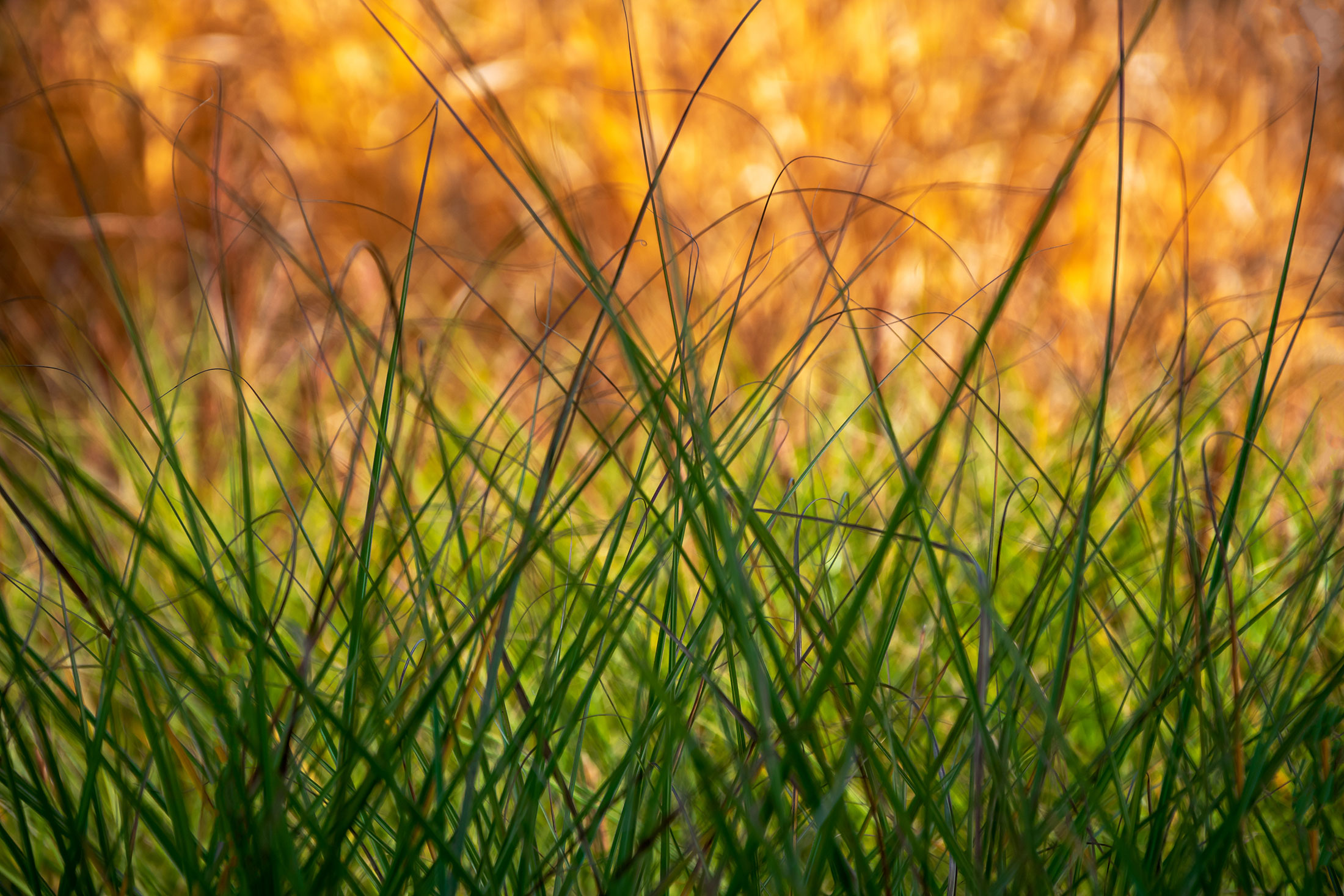 L'Homme Ideal? Cool! ~ ΚΡΙΤΙΚΕΣ ΑΡΩΜΑΤΩΝ