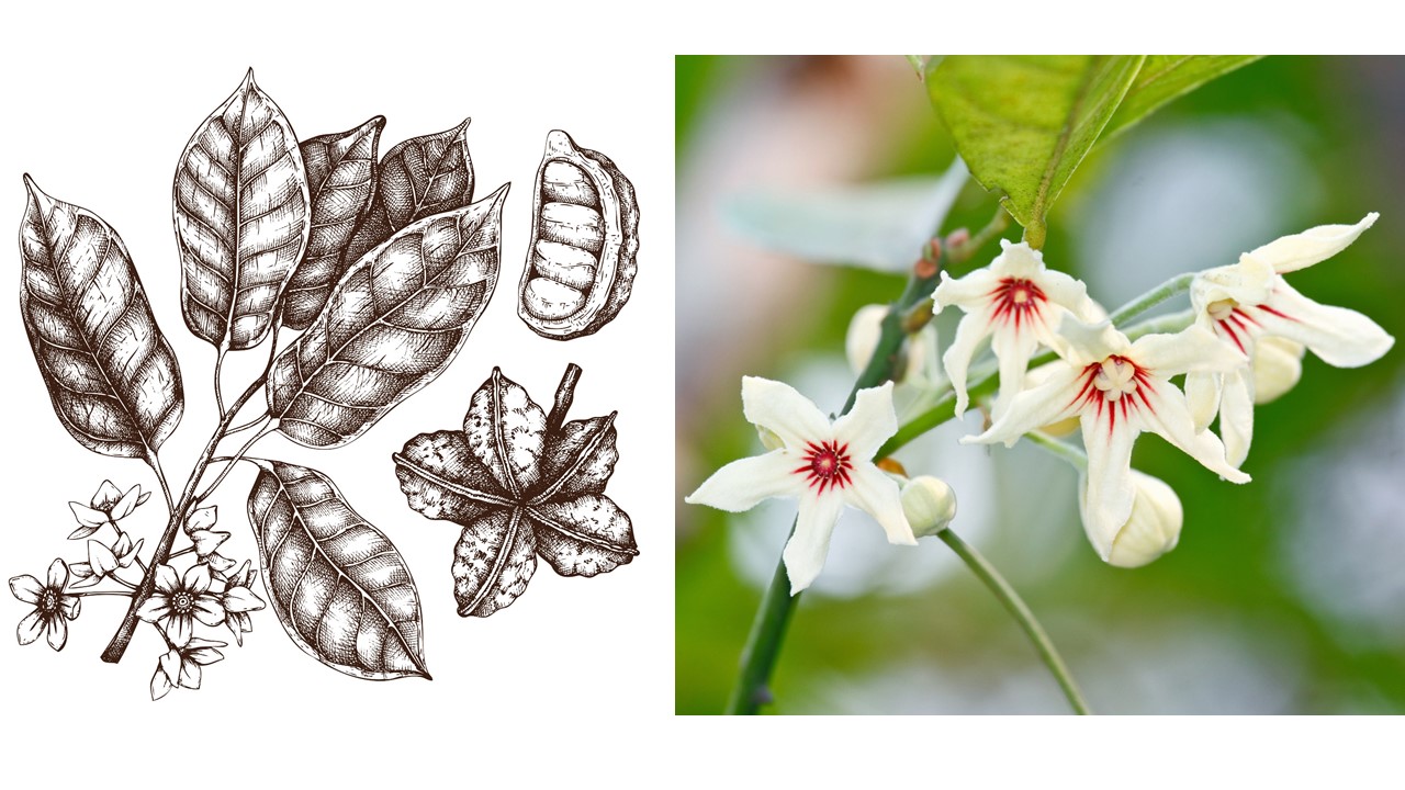 Ambretta e Аmbrettolide in Profumeria ~ Materie Prime