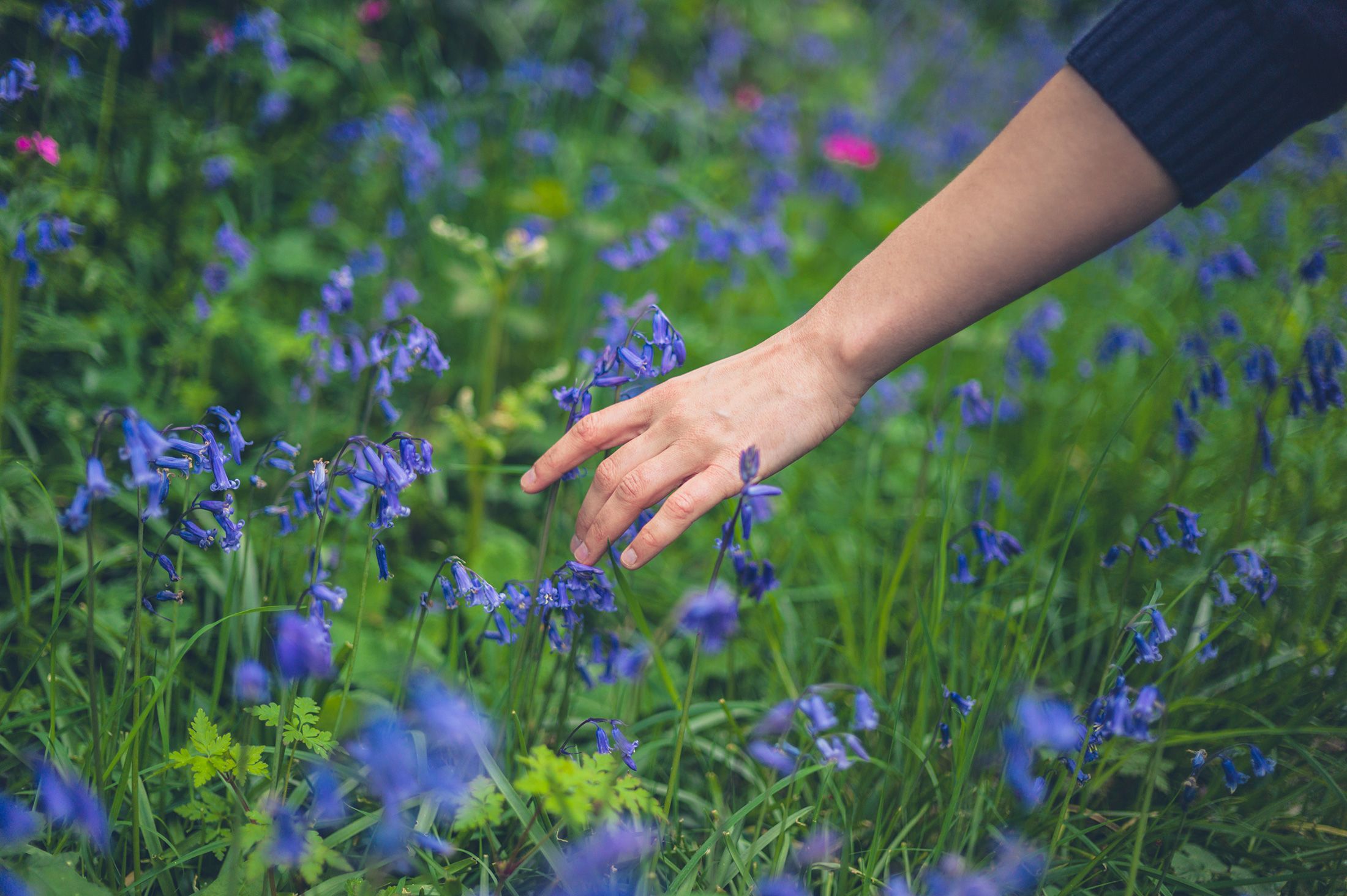 Das Vermächtnis von Michael Pickthall: Penhaligon's Bluebell ~ Reviews