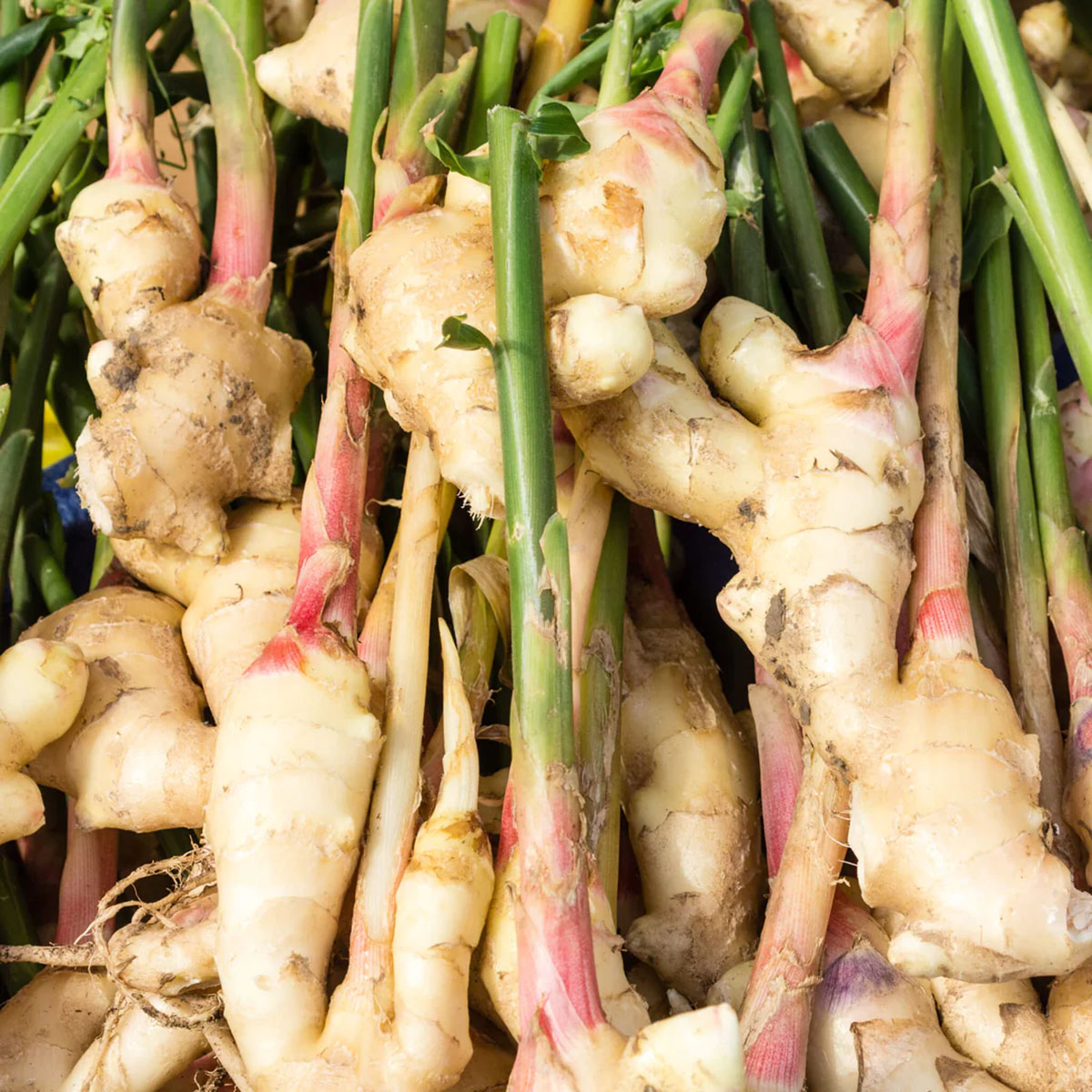 Die geheimnisvolle Blume im Inneren: Goldfield & Banks' Ingenious ...