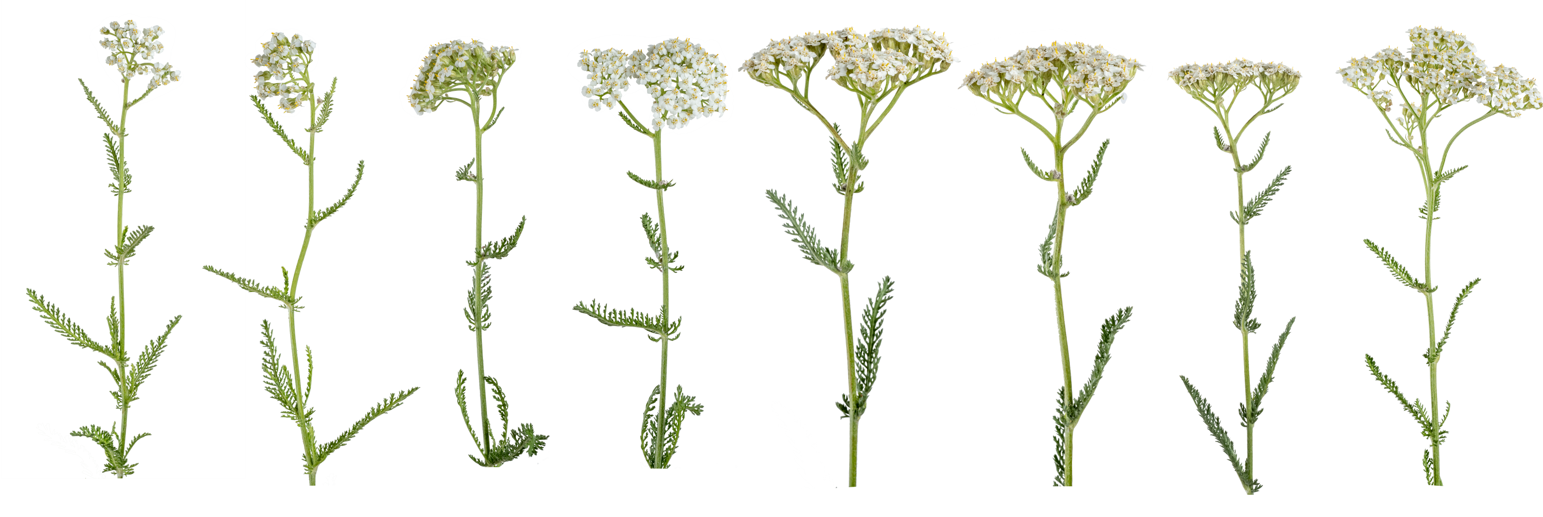 Schafgarbe im Wald und im Parfüm ~ Duftnoten