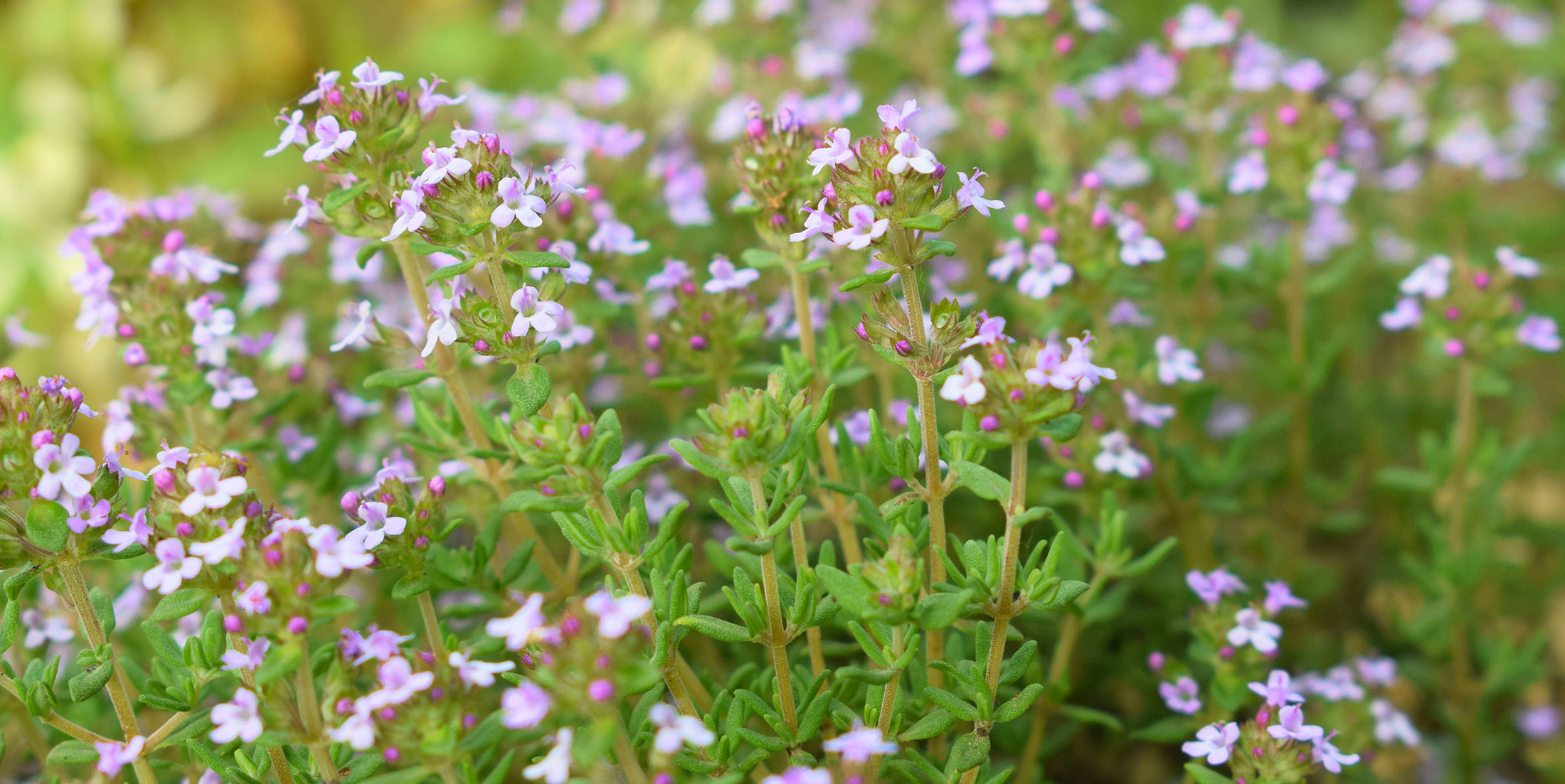 Thymian in Parfüms ~ Duftnoten