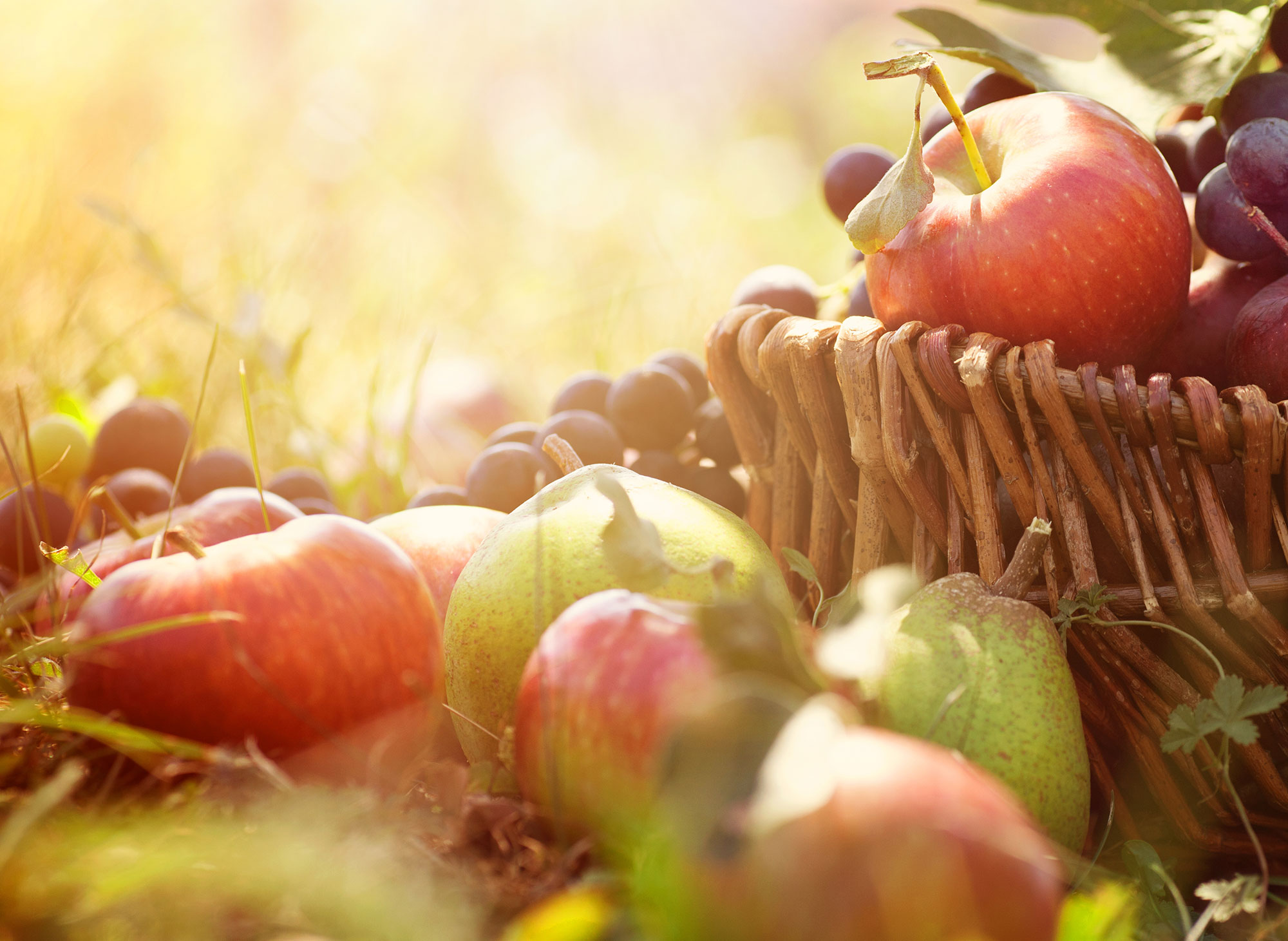 Septembrie: Toamna Transparentă ~ Columne