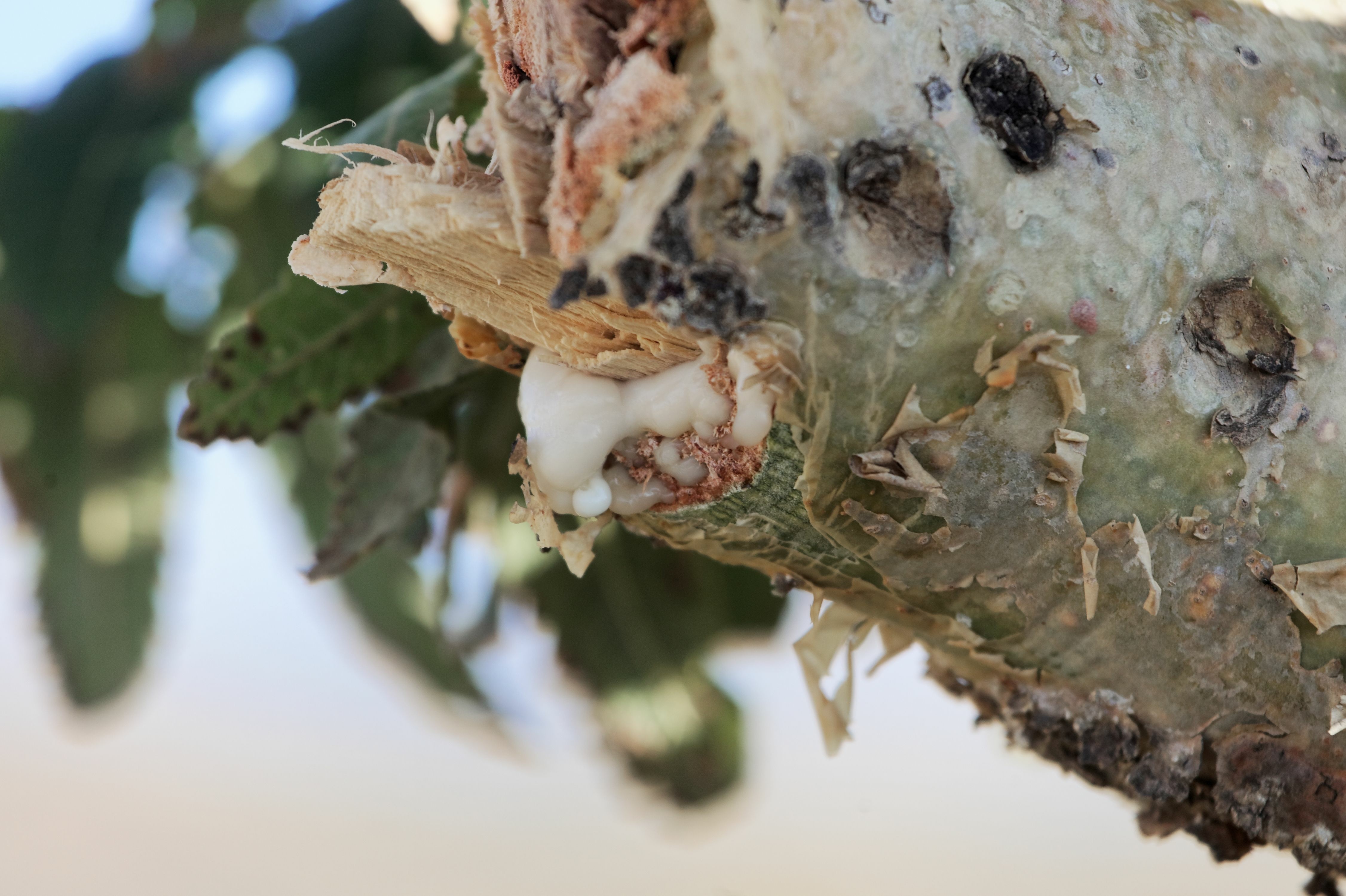 Weihrauch: Vom Paläolithikum bis 2022 durch den Rauch ~ Duftnoten