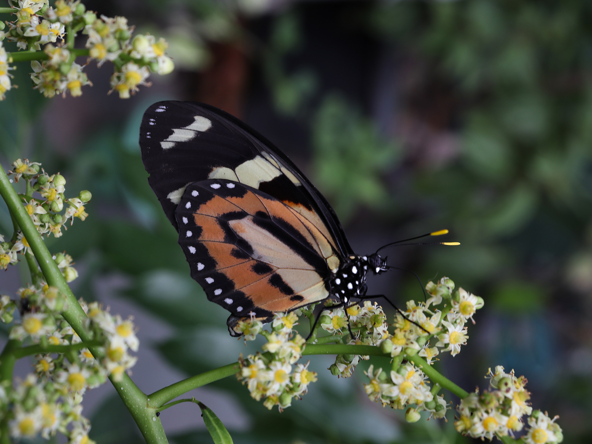 Aromas do Brasil: Taperebá ~ Fragrâncias e Culturas