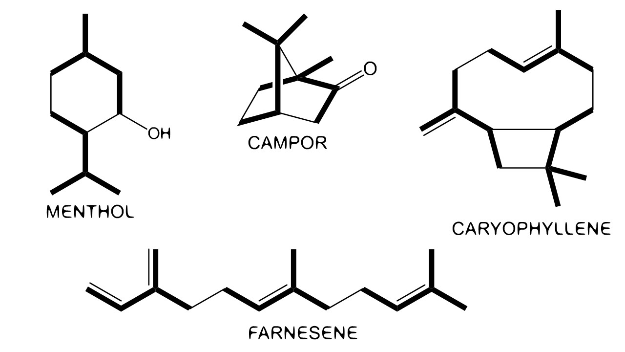 Terpènes: Le pouvoir de la nature ~ Colonnes