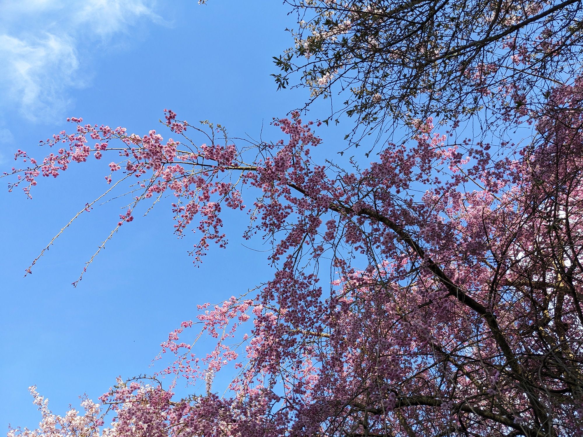 ESXENCE 2024: Vecchie e Nuove Fragranze al Sakura ~ Recensioni Editoriali