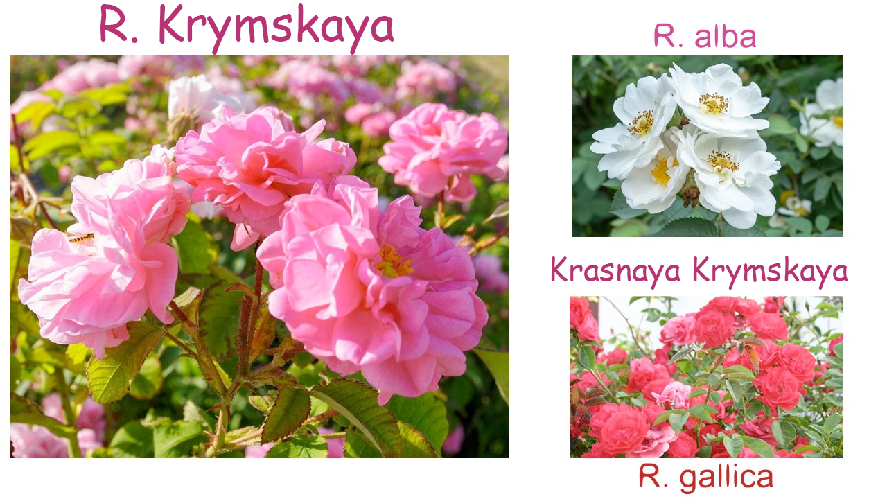 La rosa como símbolo y material de perfumería ~ Materias primas