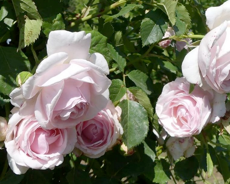 Rosae Virtus - De kracht van de Roos ~ Niche Parfums