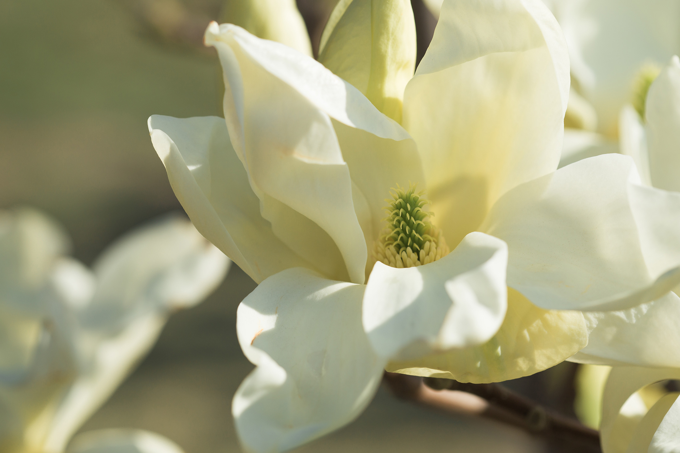 Acqua Di Parma Magnolia Nobile: Petale albe luxuriante în ceară de ...
