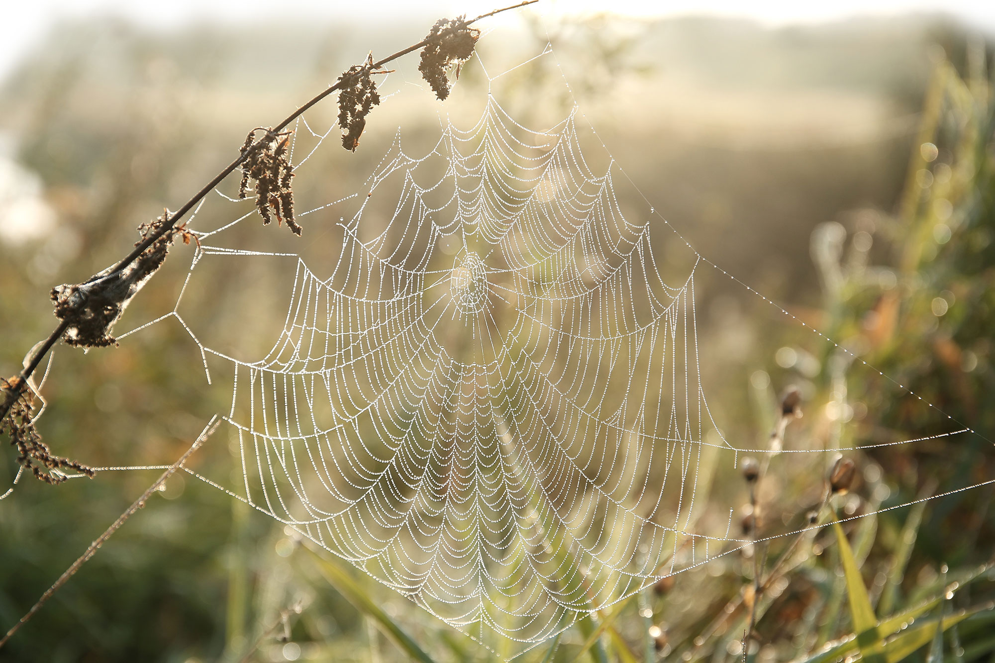 Septembrie: Toamna Transparentă ~ Columne
