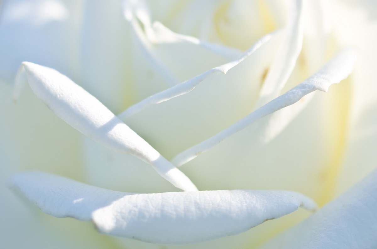 Garanat de Bvlgari: Incenso Encantado por Rosa ~ Avaliação de Fragrâncias