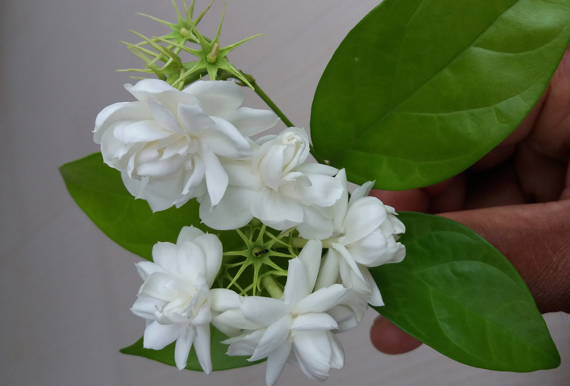 Kampupot Flower Images | Best Flower Site