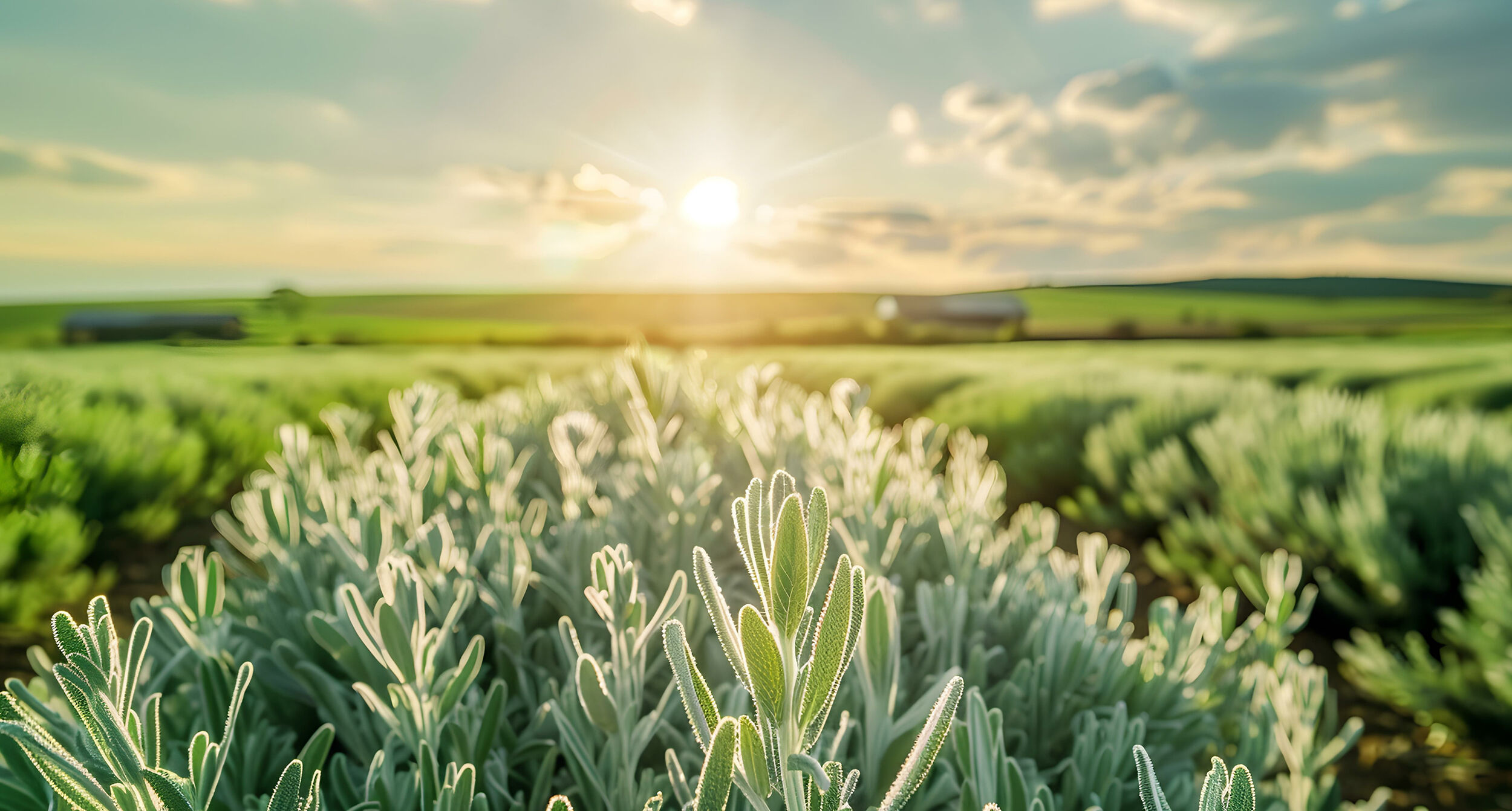 Αρωματικό Ωροσκόπιο: 17-23 Ιουνίου ~ Αστρολογία
