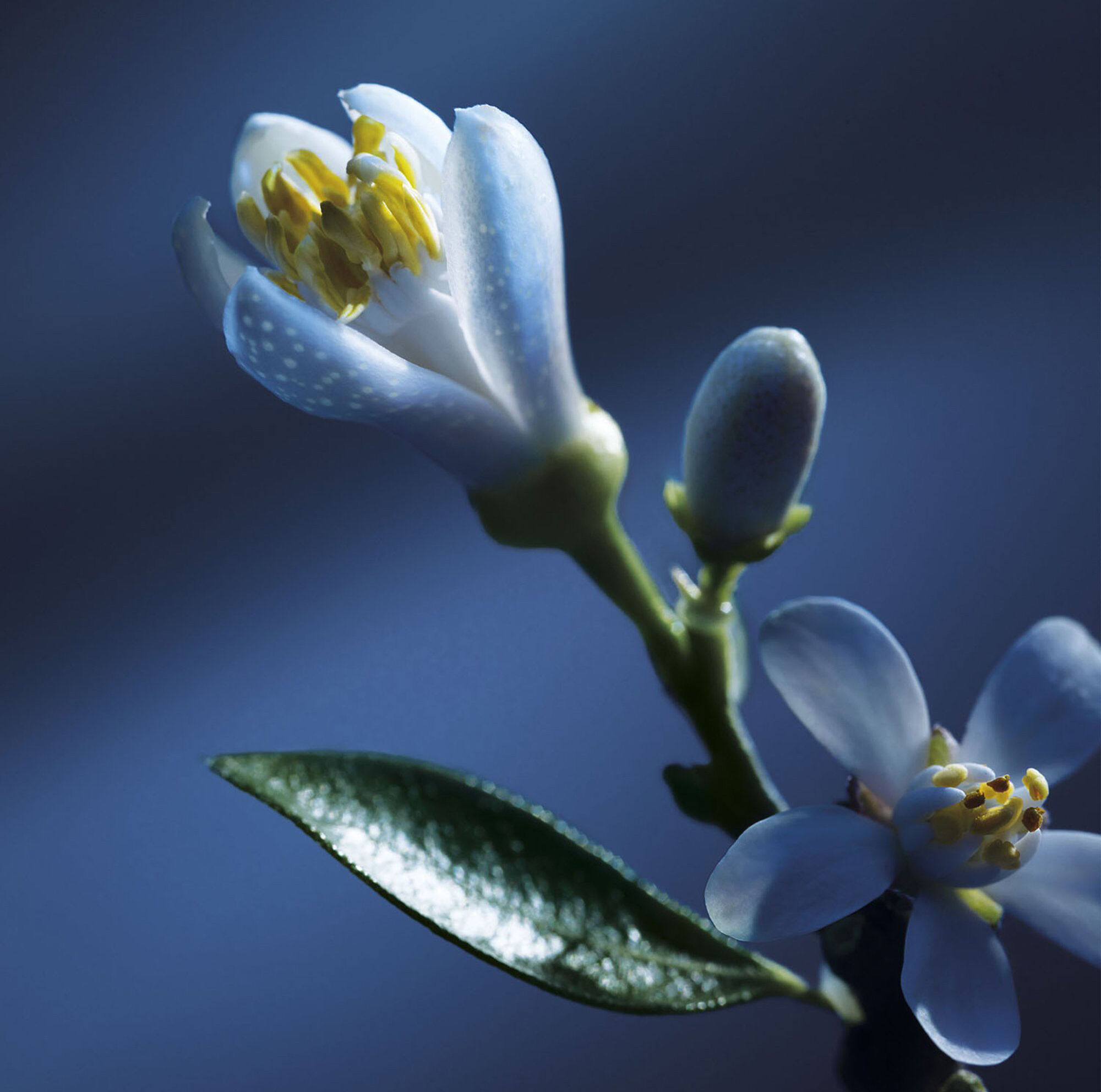 Chloé Fleurs de Nuit: Nuit d'Oranger, Orchidée de Minuit και Tubéreuse ...