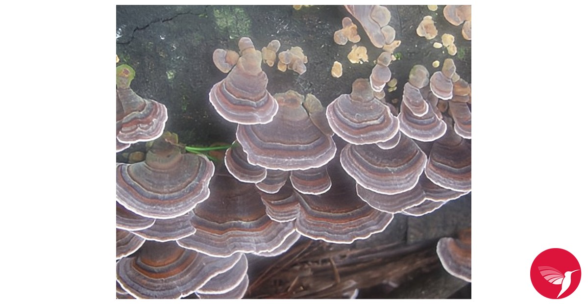 Jackeroo Bud Parfums Colonia - una fragancia para Hombres