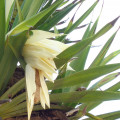 Pandanus perfume ingredient, Pandanus fragrance and essential oils ...